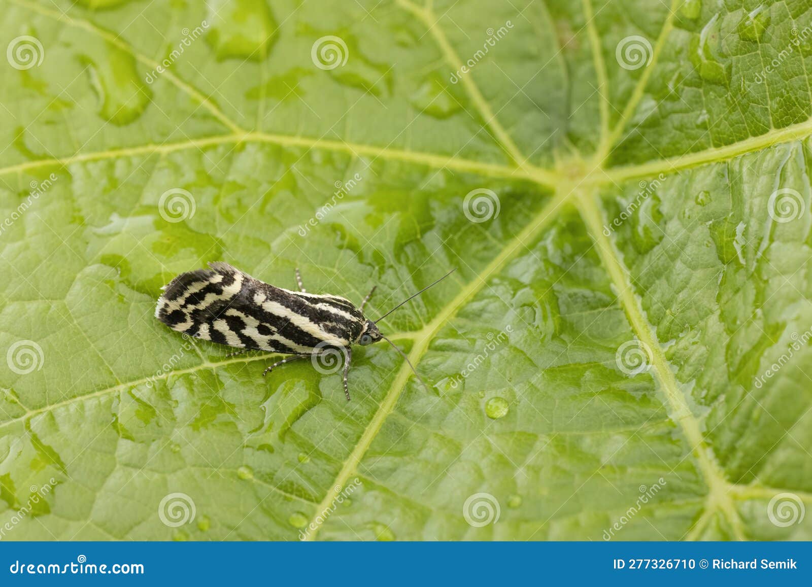 Filoxera de uva na folha foto de stock. Imagem de orgânico - 277326710