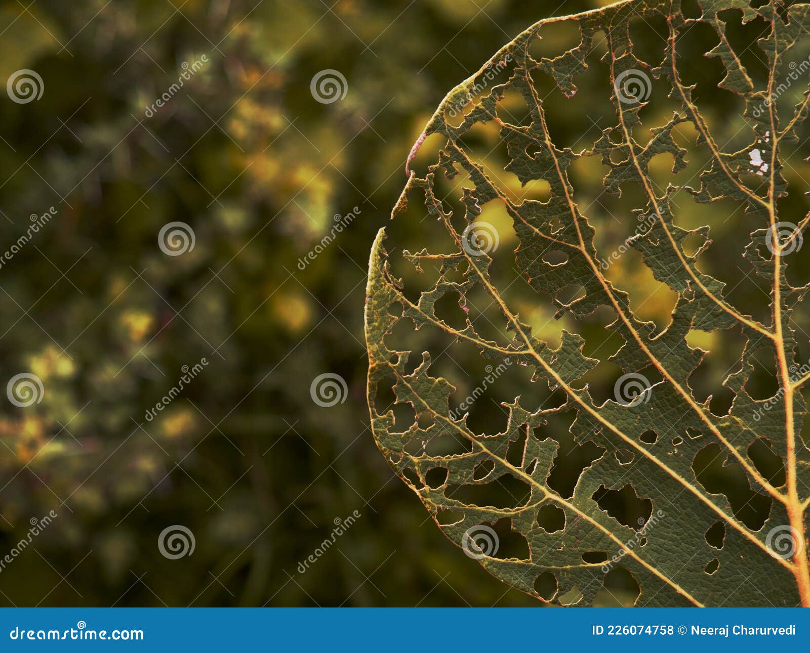 Filtered Leaf Side View with Multiple Holes Stock Photo - Image of ...