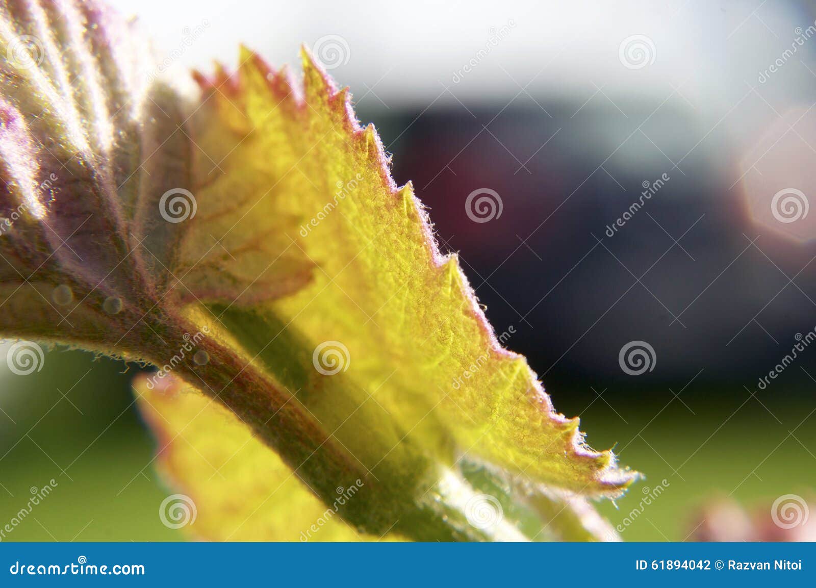 Filtered light stock photo. Image of closeup, filtered - 61894042
