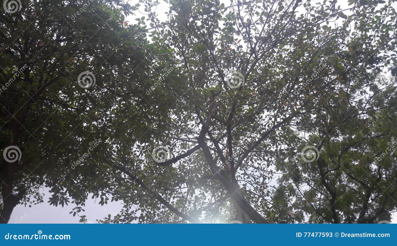 Tyndall Effect Canopy