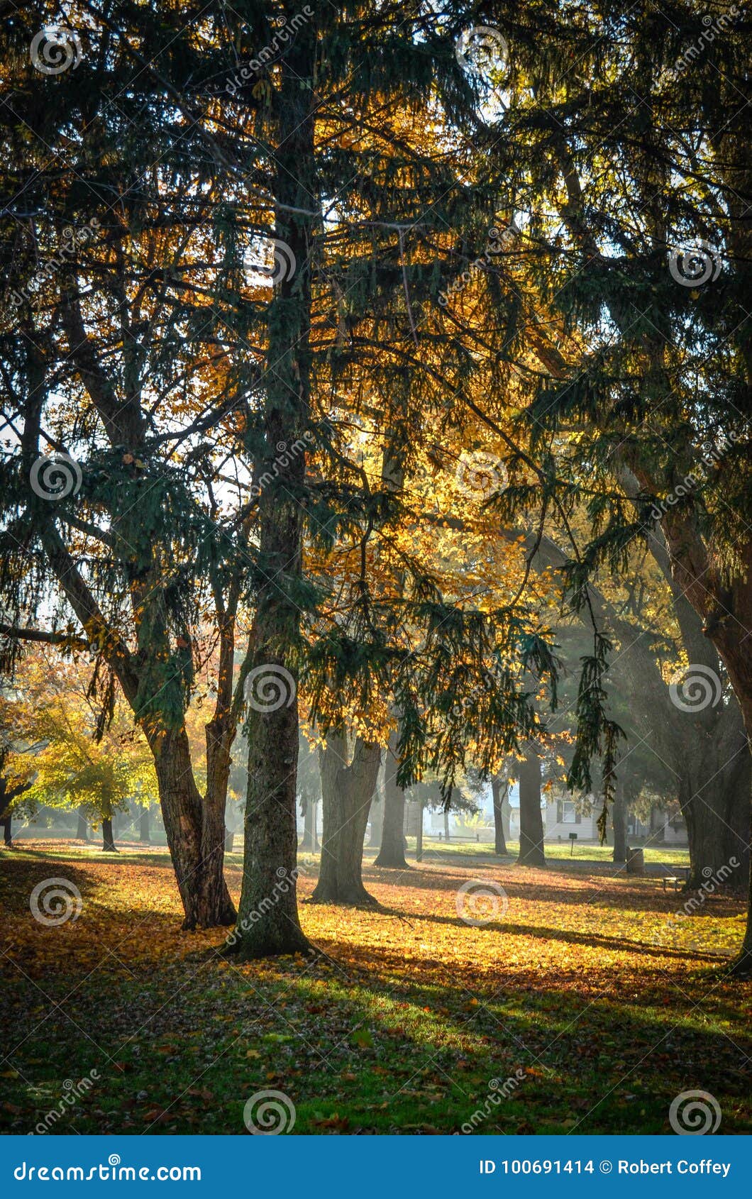 Filtered Sunlight stock photo. Image of branches, leaves - 100691414