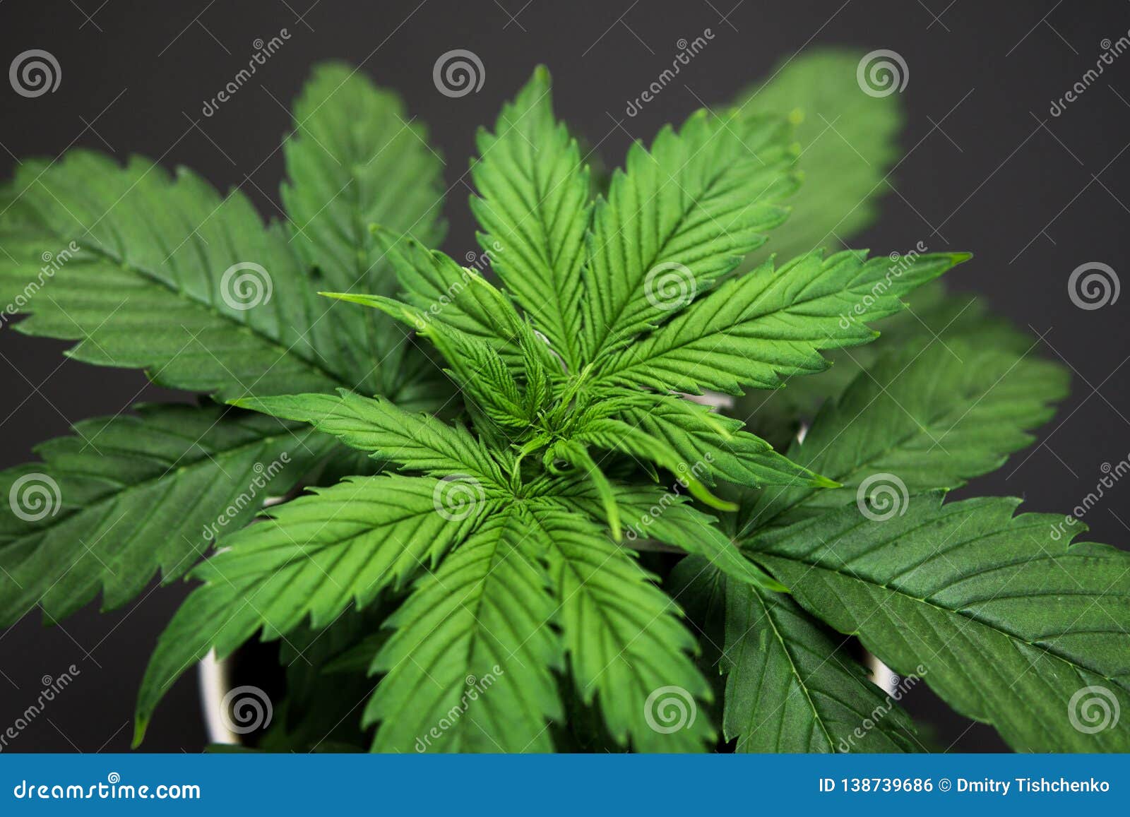 Fim Acima Fundo Bonito Folhas Da Marijuana Os Cannabis Plantam O ... Fim Acima Fundo Bonito Folhas Da Marijuana Os Cannabis Plantam O ...