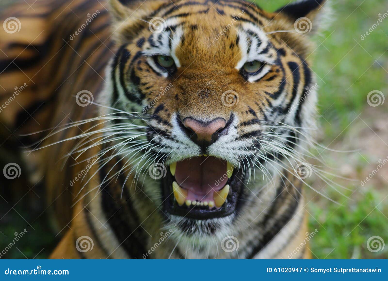 Fim Amarelo Da Cara Do Tigre Acima Imagem de Stock - Imagem de cara ...