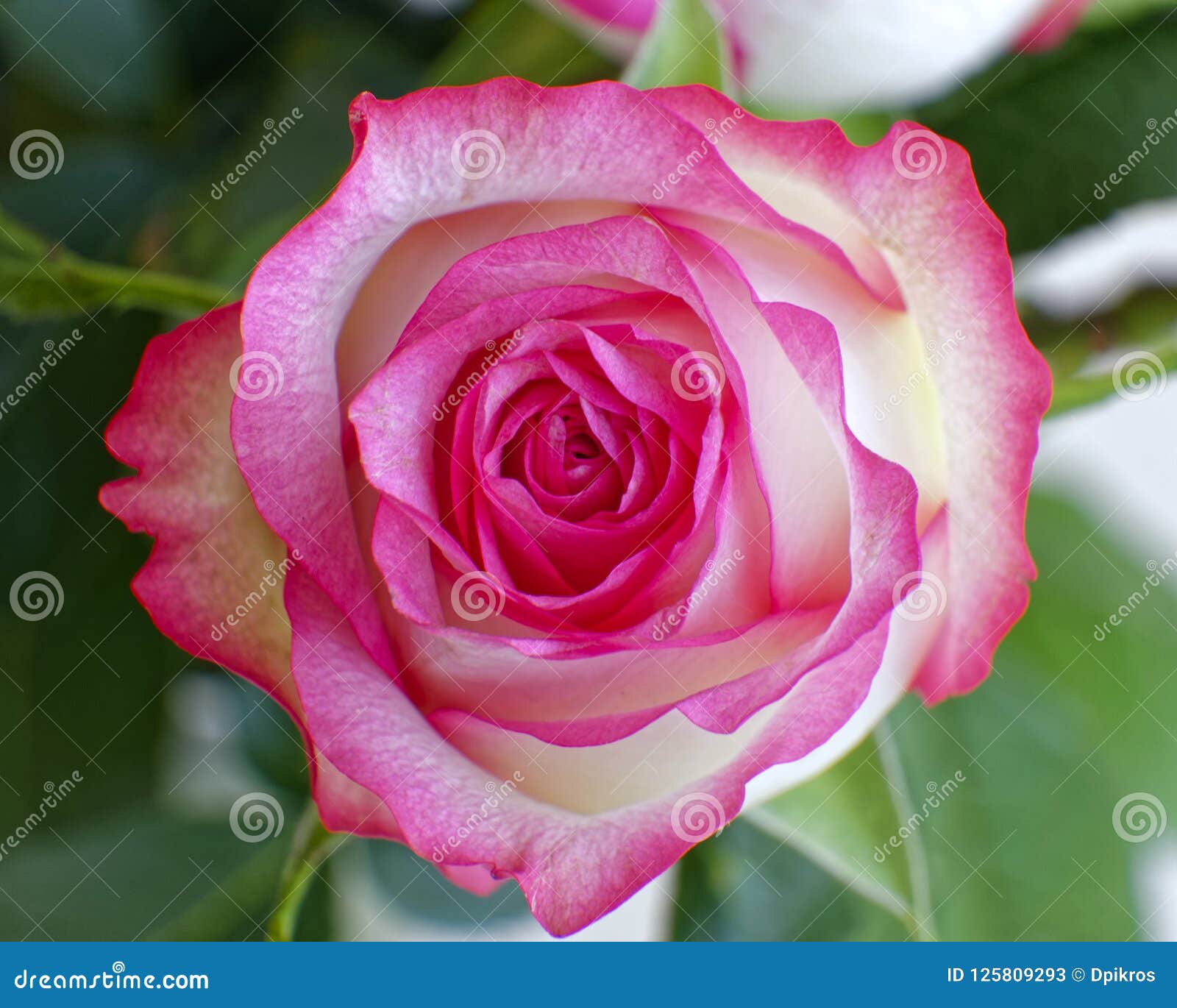 Fim Cor-de-rosa Colorido Da Rosa Do Branco Acima Imagem de Stock ...