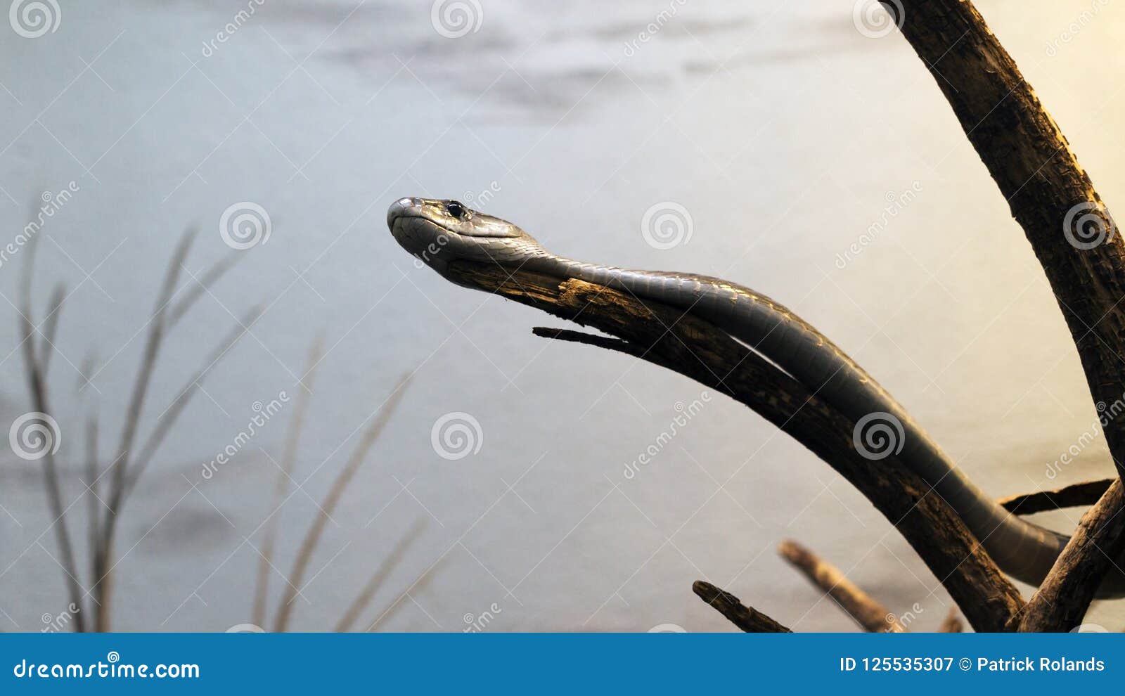 Fim Da Serpente Da Mamba Preta Acima Imagem de Stock - Imagem de toxina ...