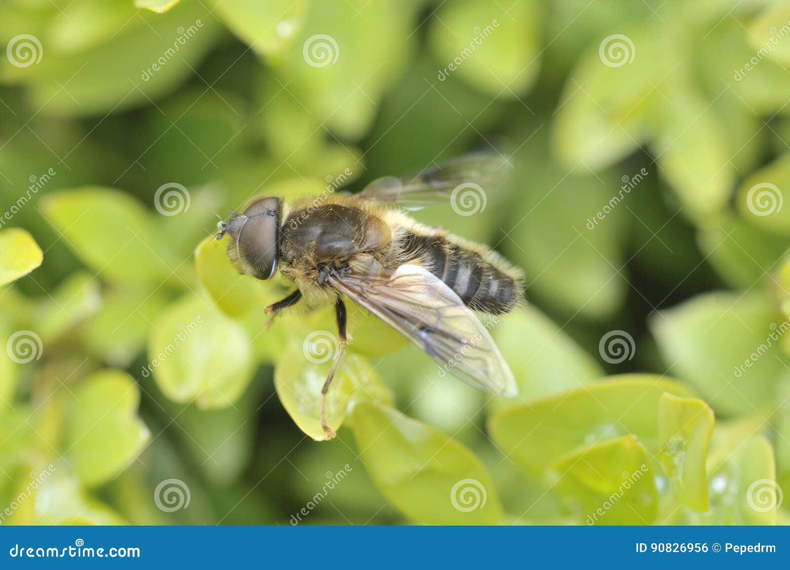 Fim Gigante Da Mosca De Cavalo Acima Foto de Stock - Imagem de fauna ...