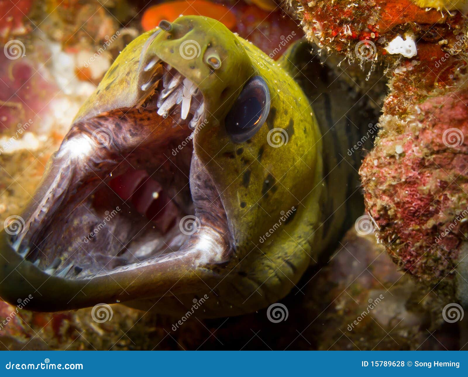Fimbriated Moray with Sharp Teeth Stock Photo - Image of wildlife ...