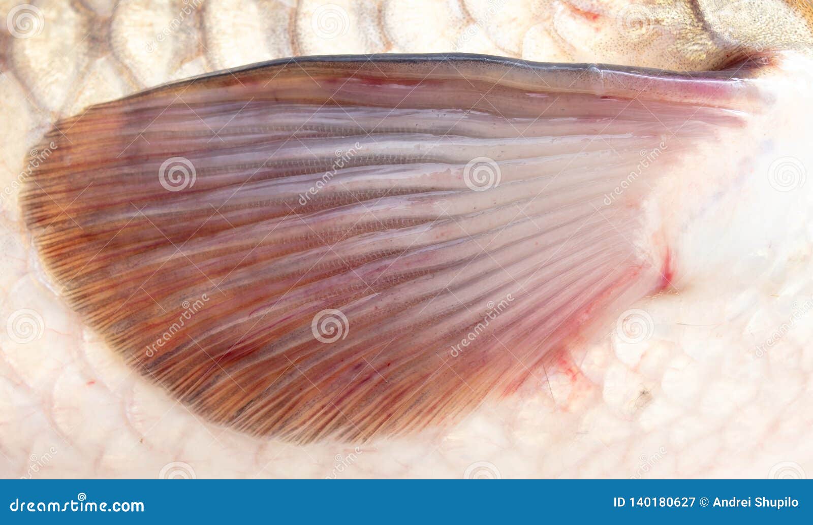 Fin Carp Fish As Background Stock Image - Image of gold, healthy: 140180627