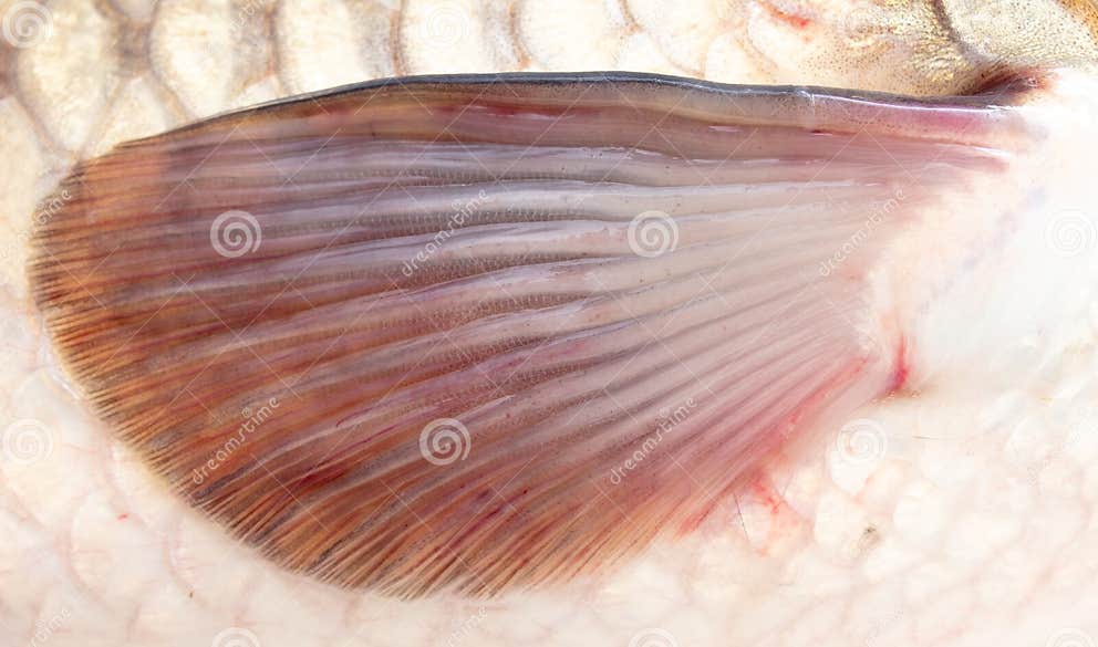 Fin Carp Fish As Background Stock Image - Image of gold, healthy: 140180627