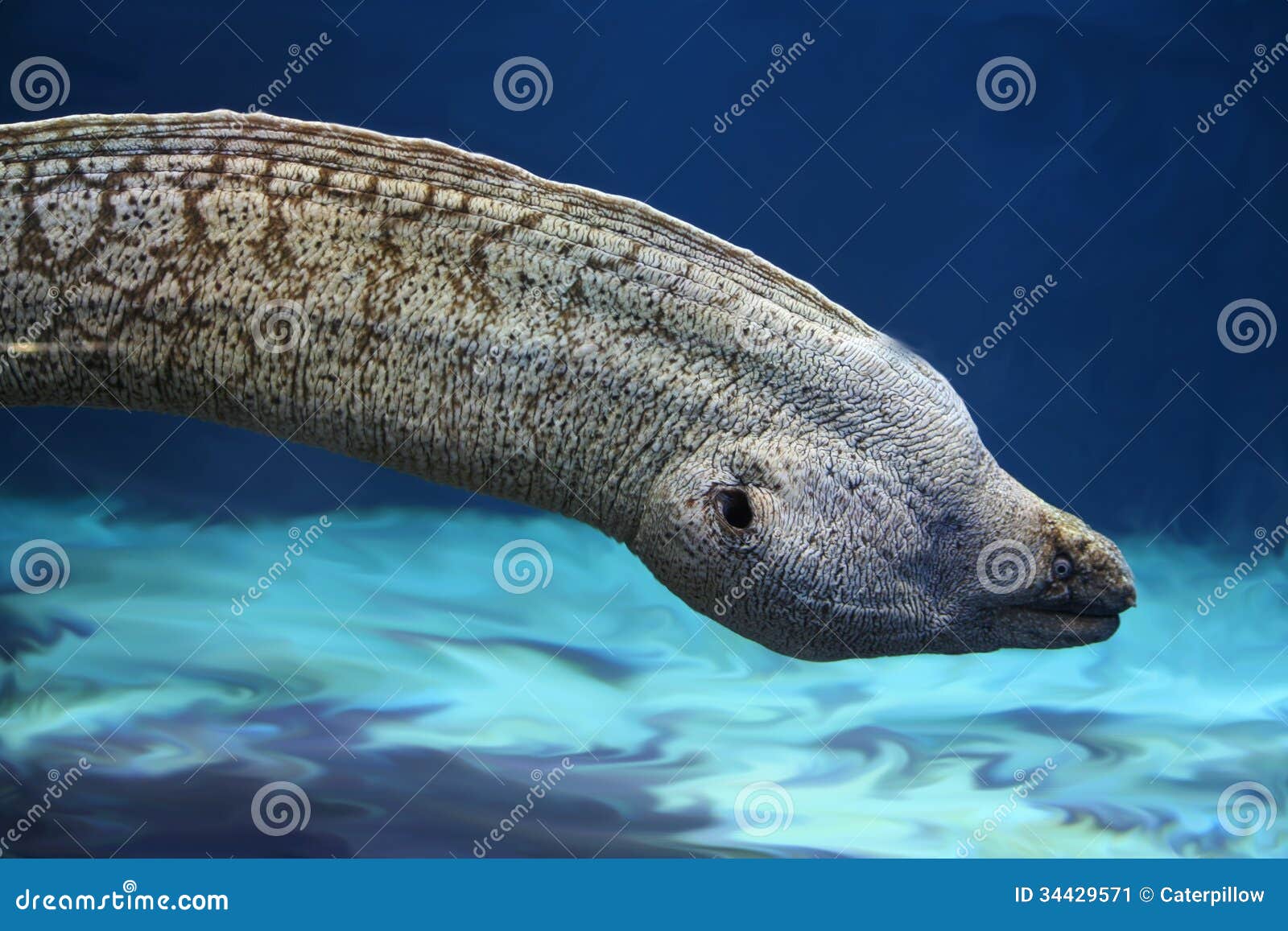 Fin D'eau Du Fond De Poissons De Murena Image stock - Image du récif ...