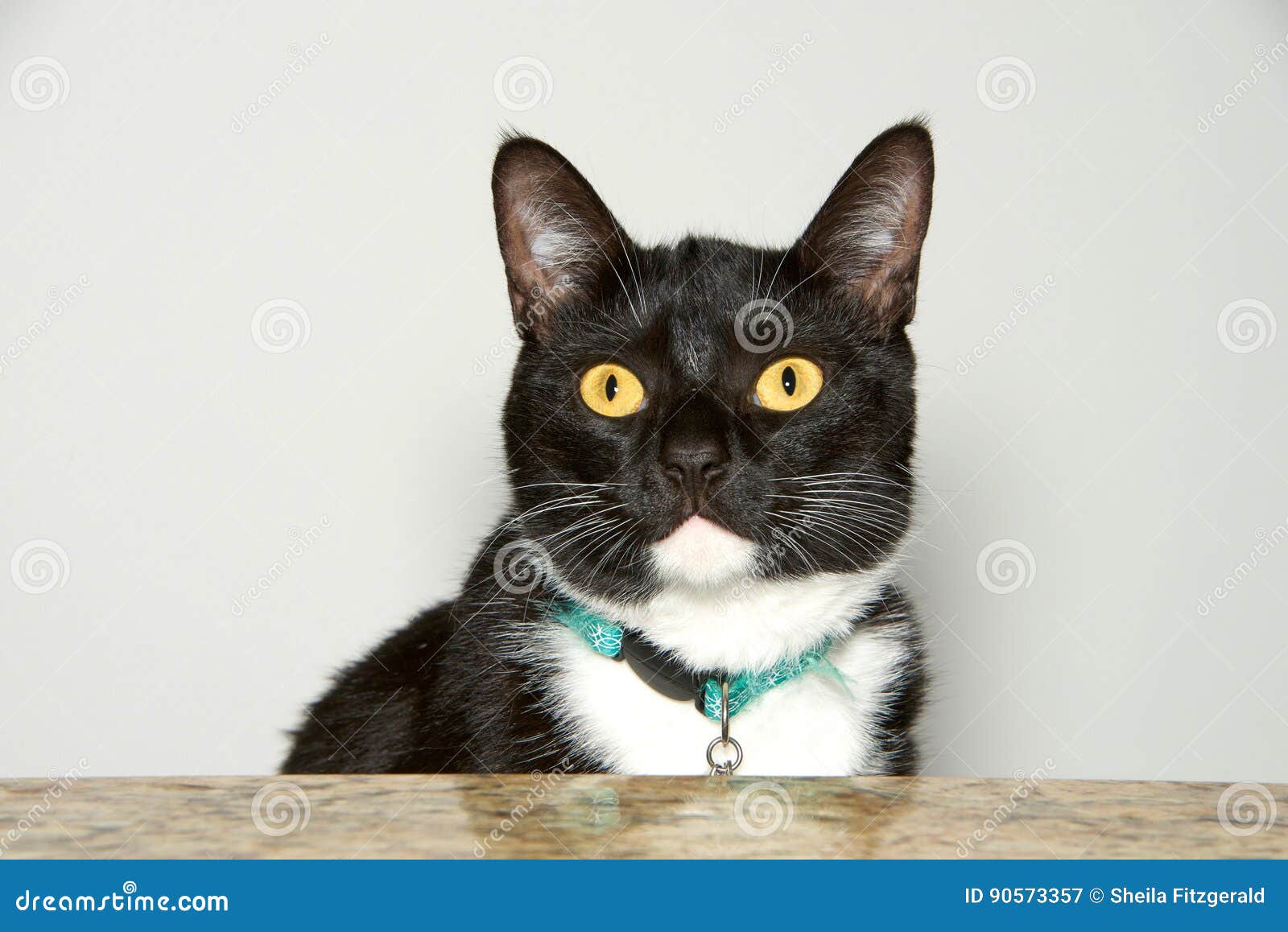 Fin De Chat De Smoking Au Compteur De Table Image stock - Image du ...