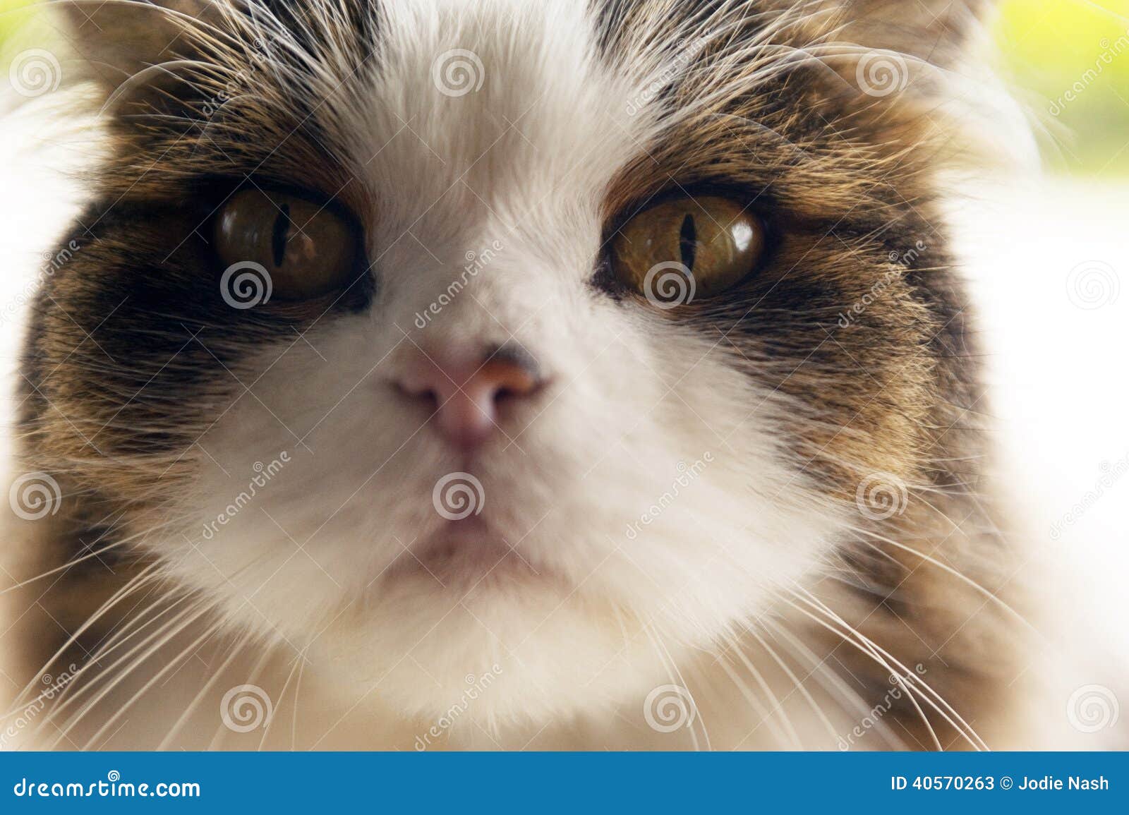 Fin de chat persan image stock. Image du félin, regarder - 40570263