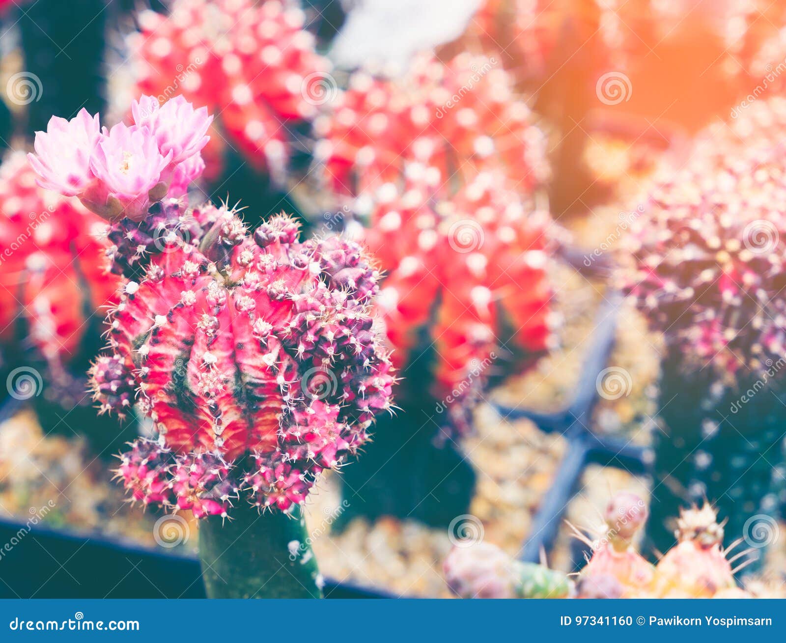 Fin De Fleur De Cactus, Mihanovichii De Gymnocalycium Photo stock ...