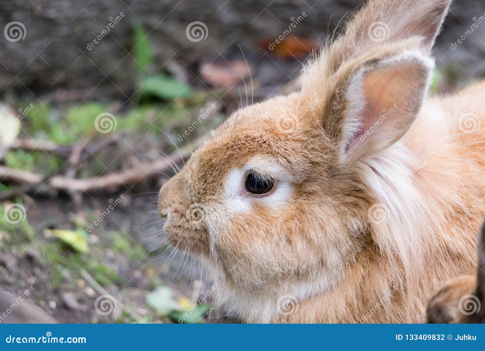 Fin De Lapin Vers Le Haut De Vue Photo stock - Image du adorable ...