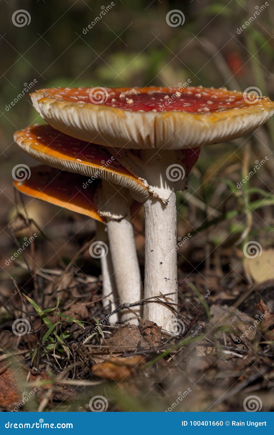 Fin De Muscaria D'amanite De Trois Champignons Photo stock - Image du ...
