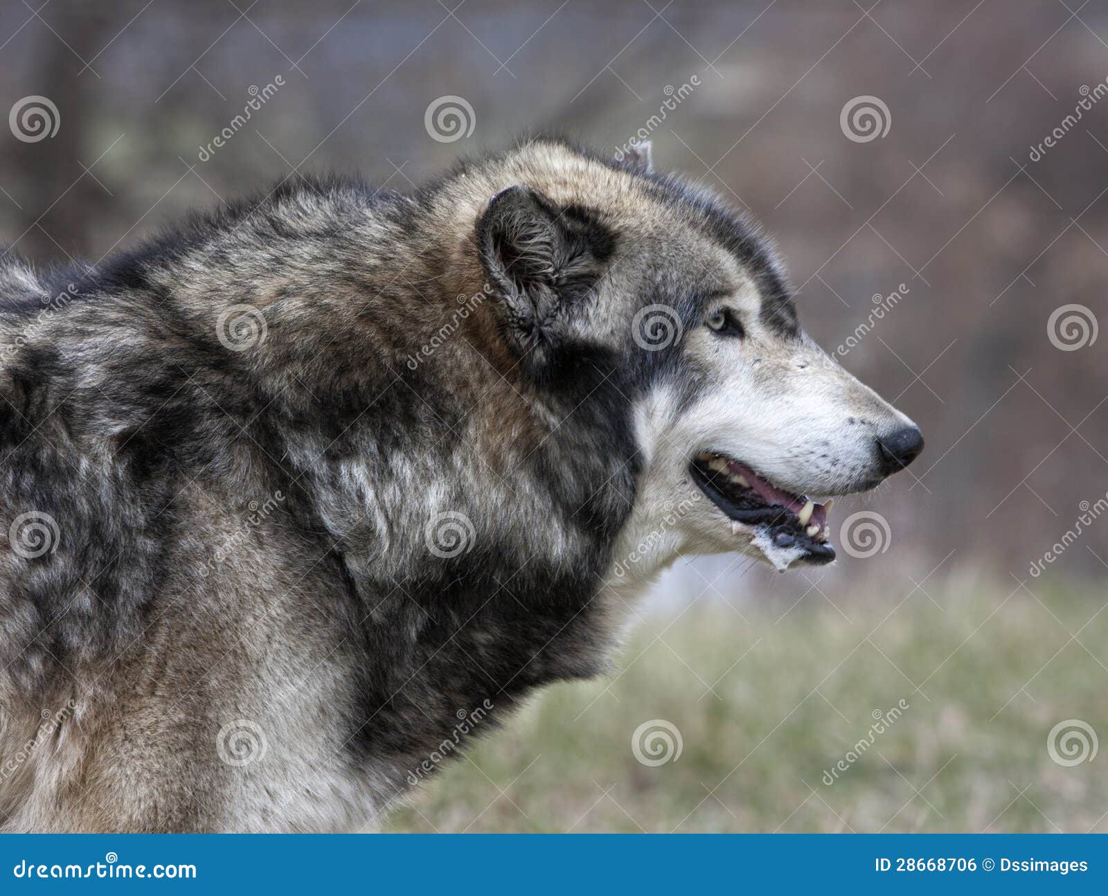 Profil Principal De Loup Photos Stock - Téléchargez 9 Photos libres de ...