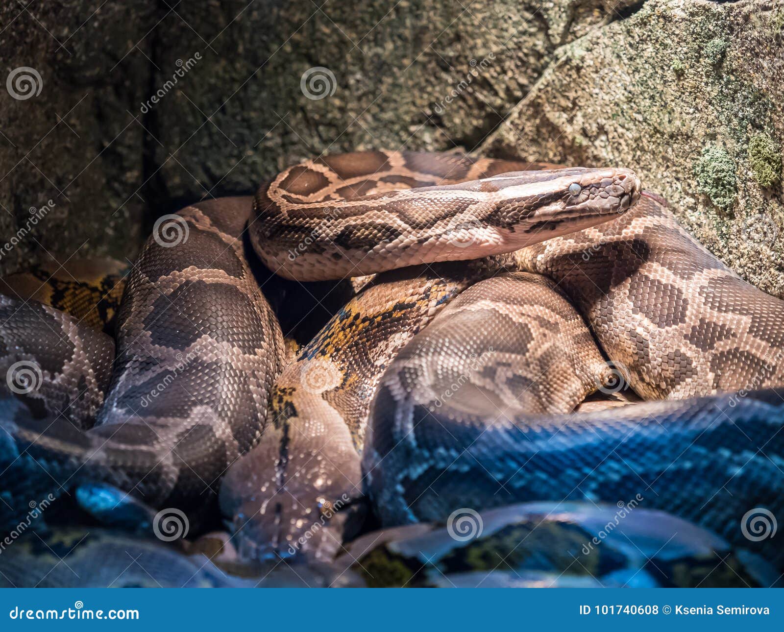 Fin De Python De Boule Vers Le Haut Du Python De Fondation Royale Photo ...
