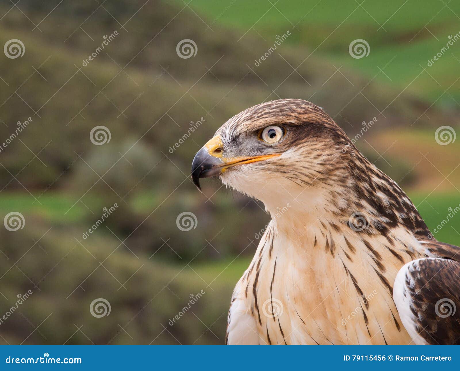 Fin De Raptor Vers Le Haut De Portrait Photo stock - Image du oeil ...