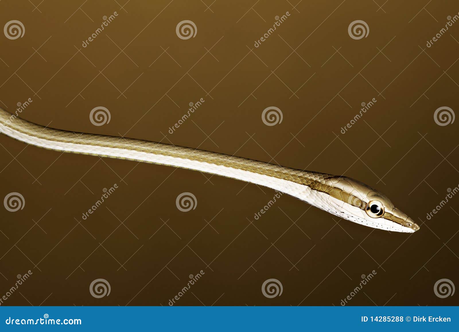 Fin De Tête De Serpent D'arbre Vers Le Haut De Serpent Photo stock ...