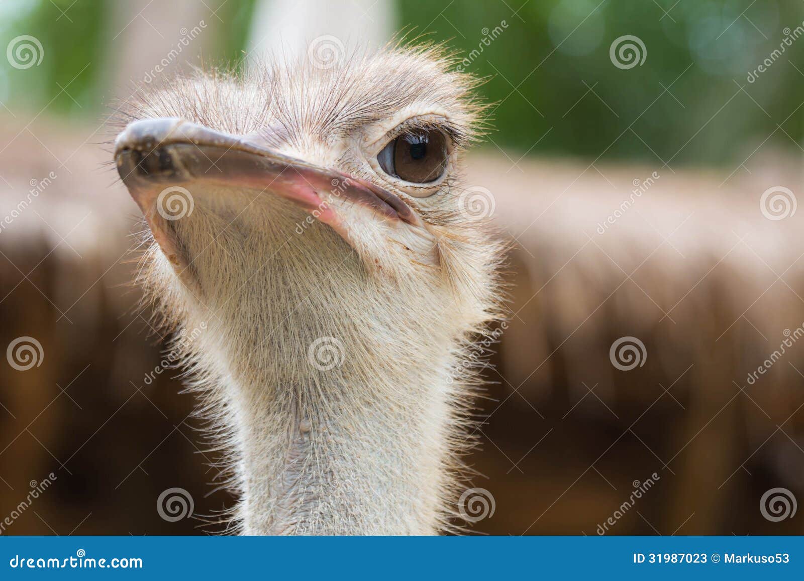 Fin de visage d'autruche image stock. Image du animal - 31987023