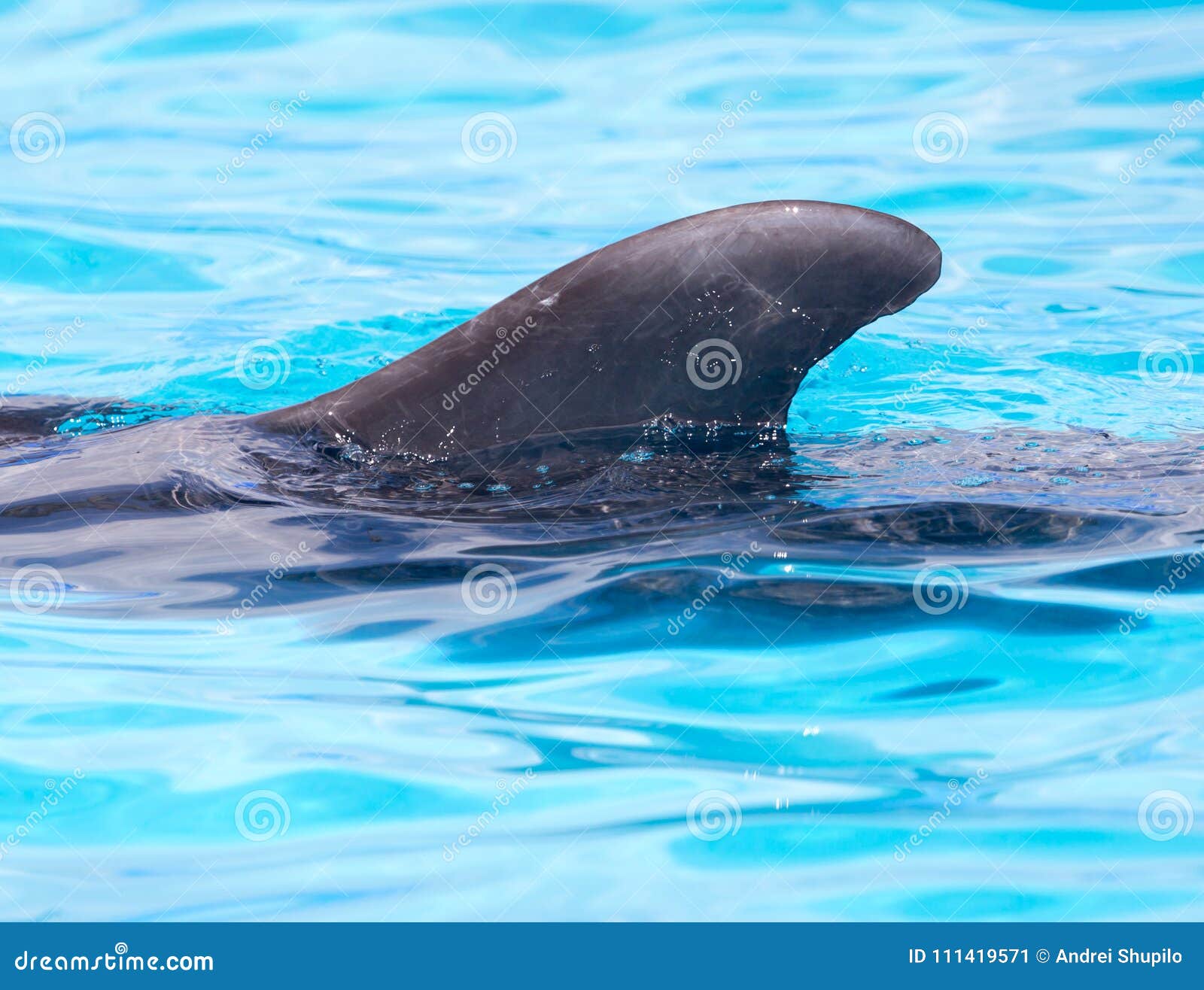 Fin dolphin in the pool stock image. Image of splash - 111419571