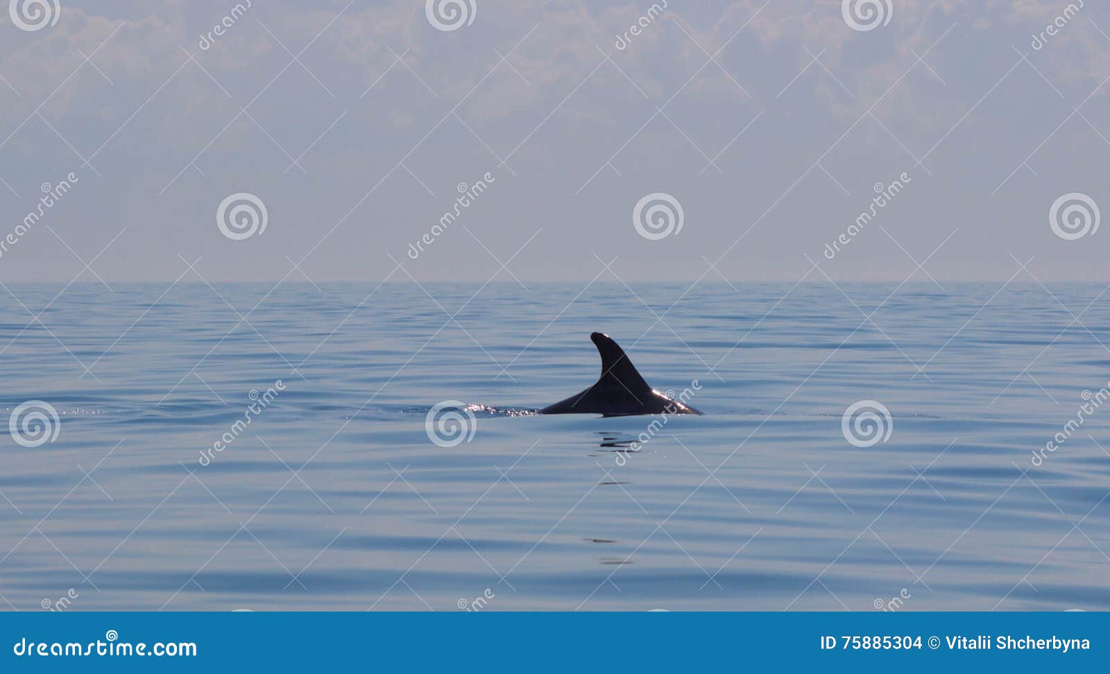 Fin dolphin in the sea stock photo. Image of marine, pacific - 75885304