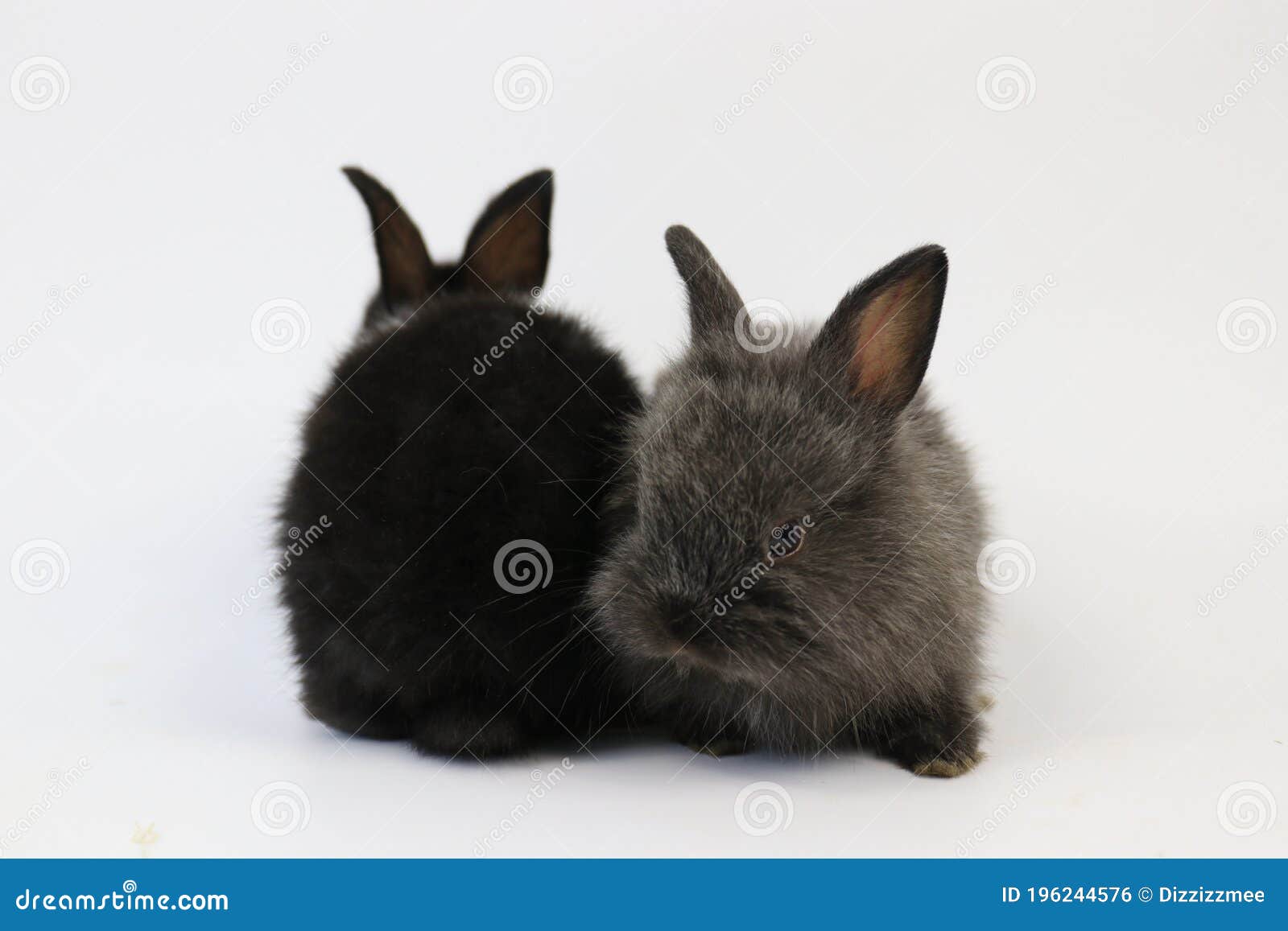 Fin du lapin photo éditorial. Image du lapin, organique - 196244576