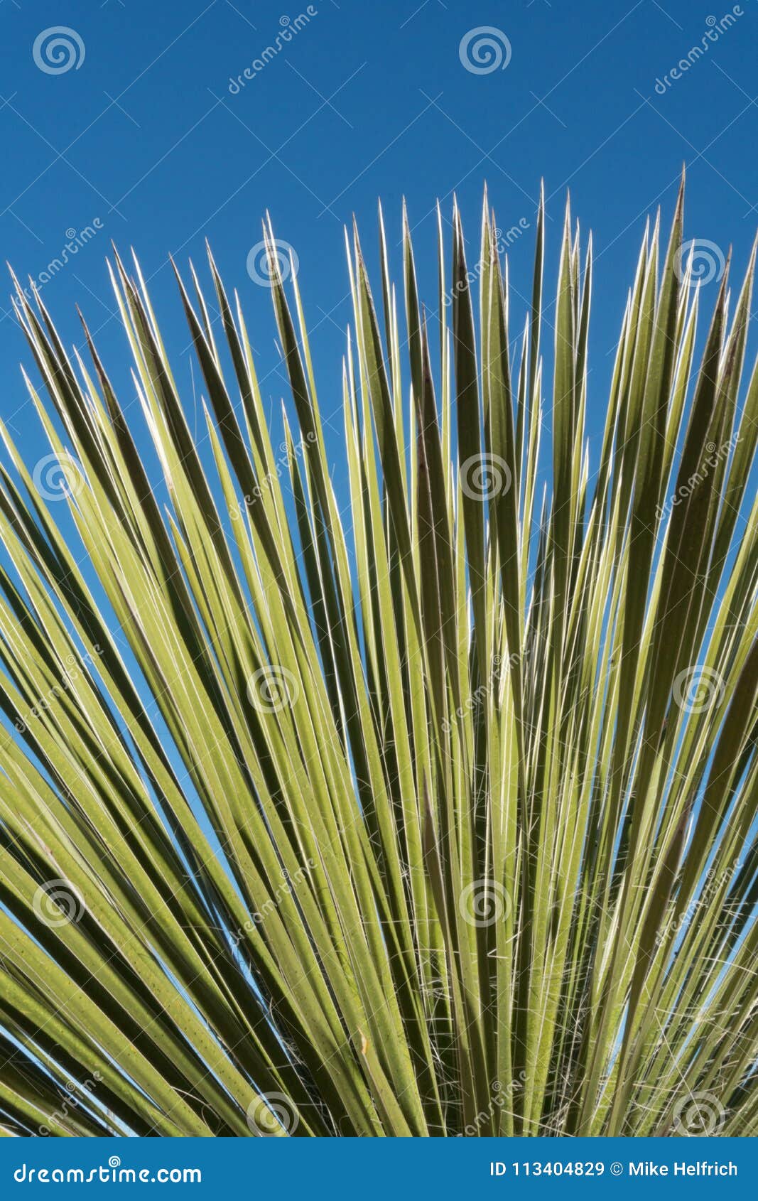 Fin Du Sud-ouest Verticale De Yucca Image stock - Image du rugueux ...