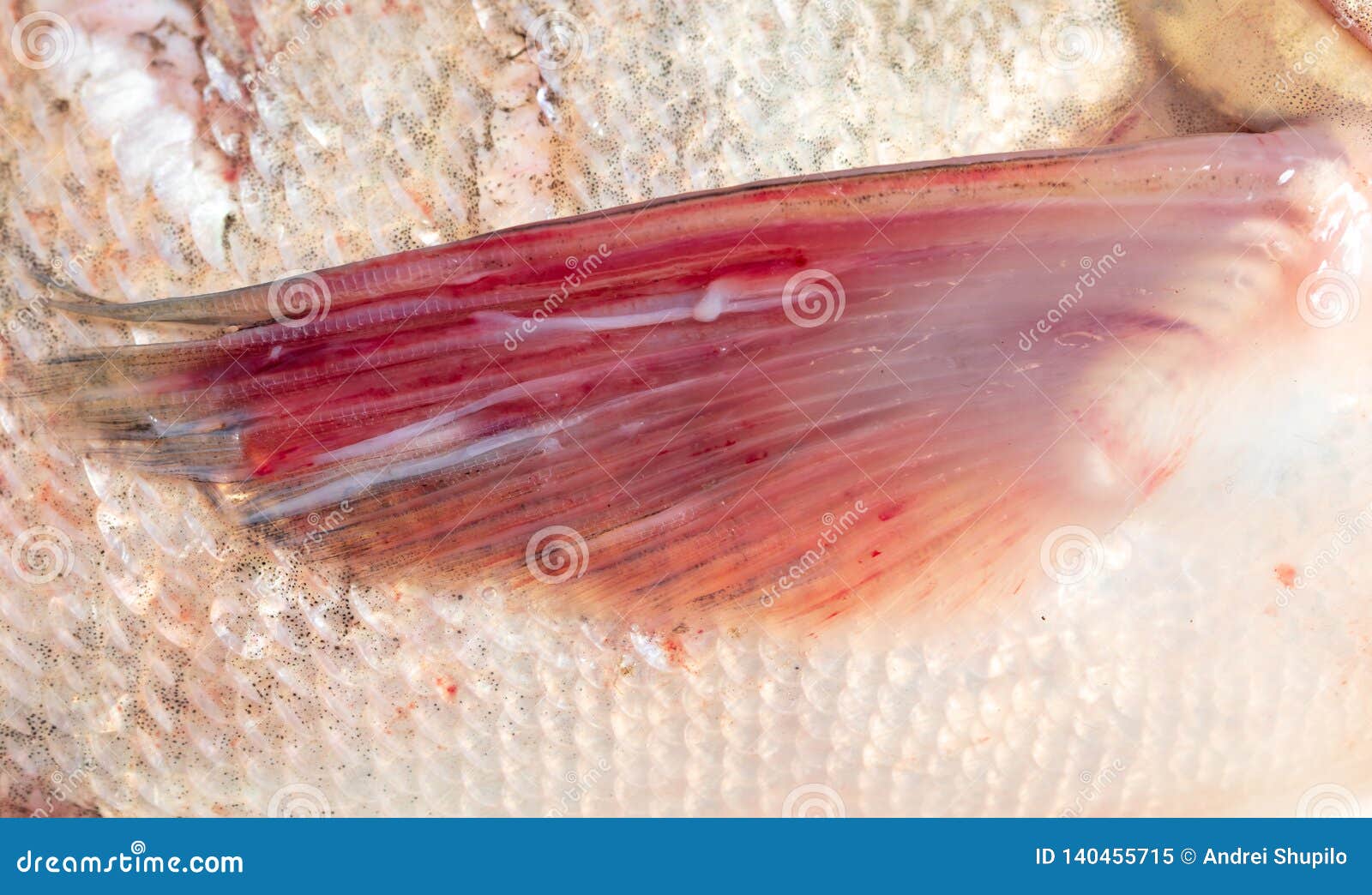 Fin on Fish As Abstract Background Stock Image - Image of eating ...
