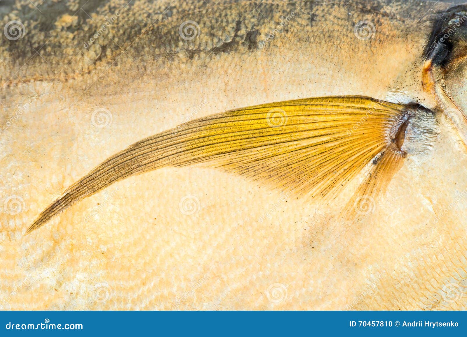 Fin fish stock photo. Image of small, walleye, profile - 70457810