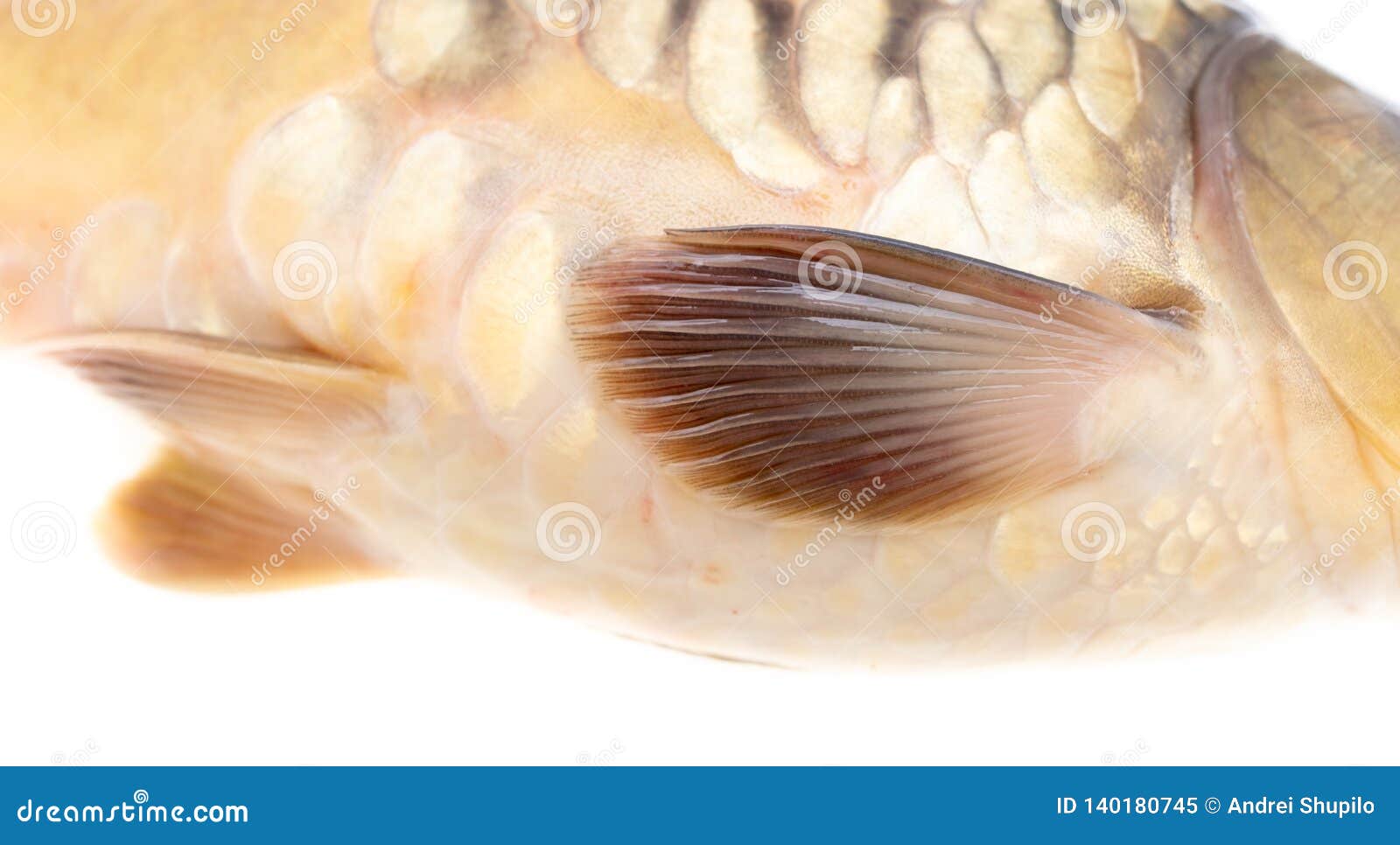 Fin Fish Carp Isolated on White Background Stock Image - Image of ...
