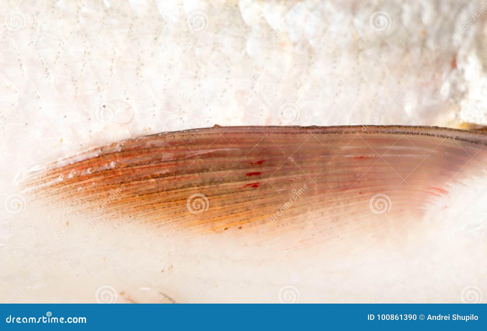 Fin fish. macro stock photo. Image of ocean, flow, life - 100861390