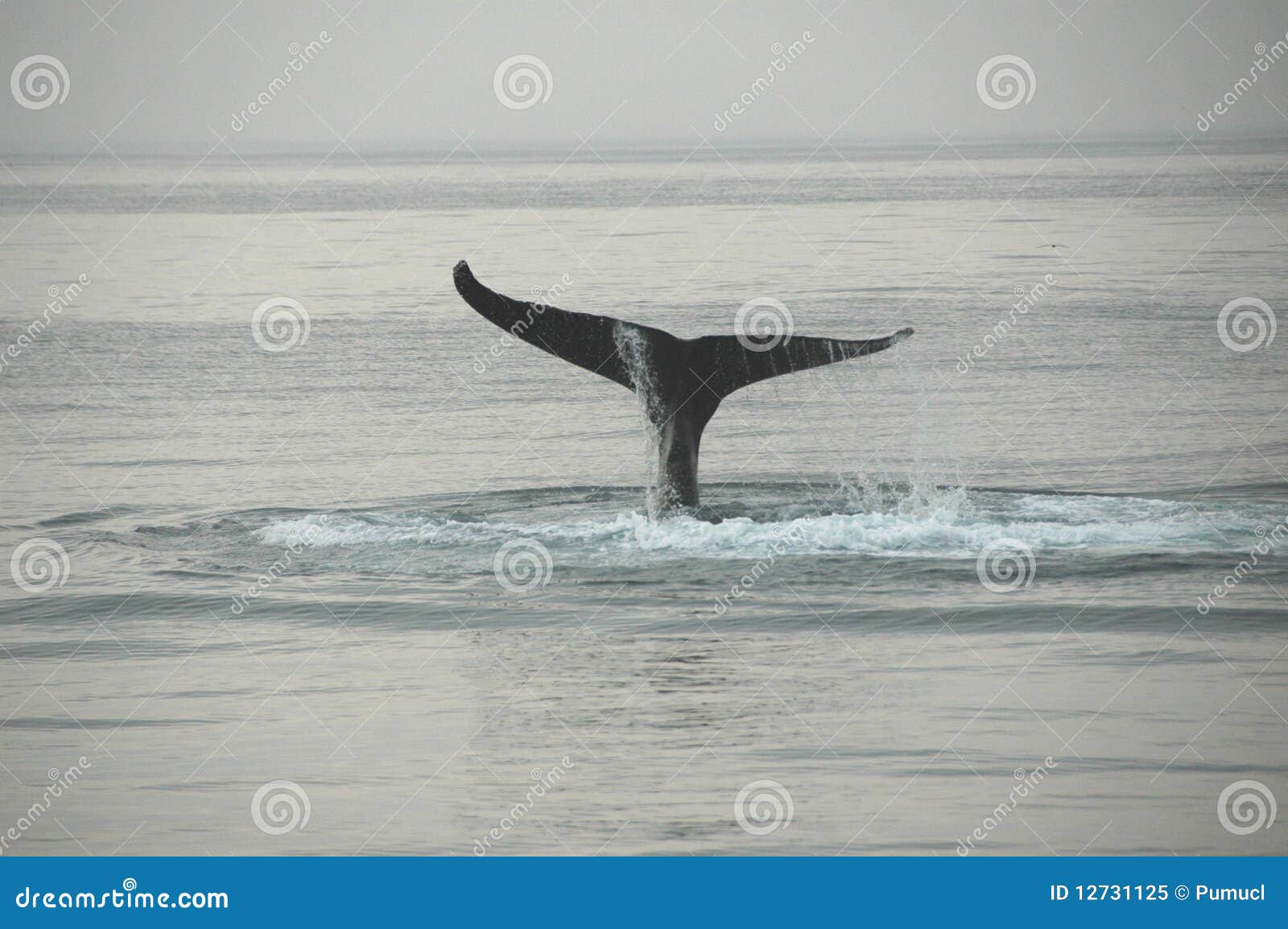 Fin of a humpback whale stock image. Image of giant, tail - 12731125