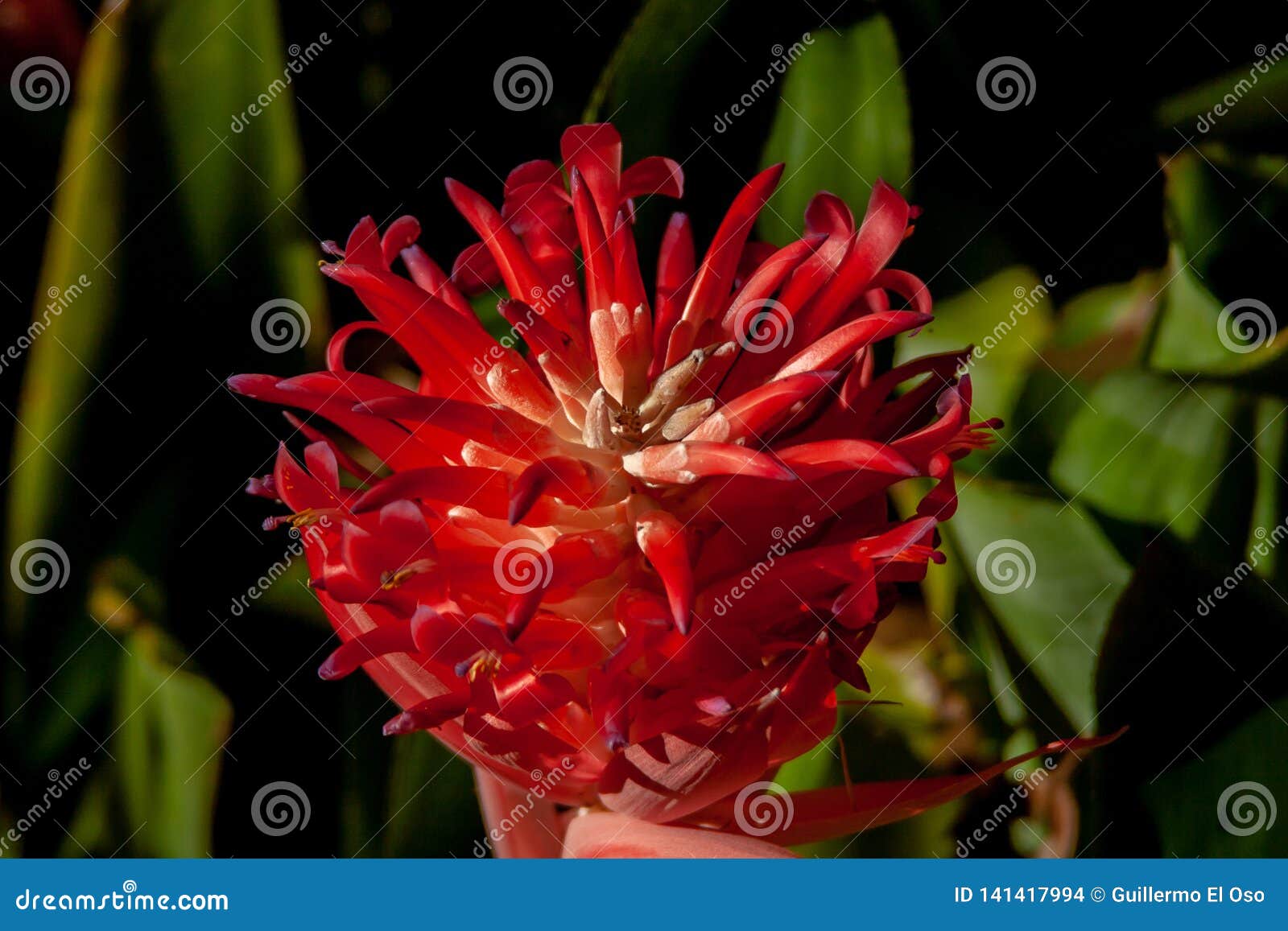 Fin Micro D'une Fleur Rouge Exotique Photo stock - Image du jardin ...