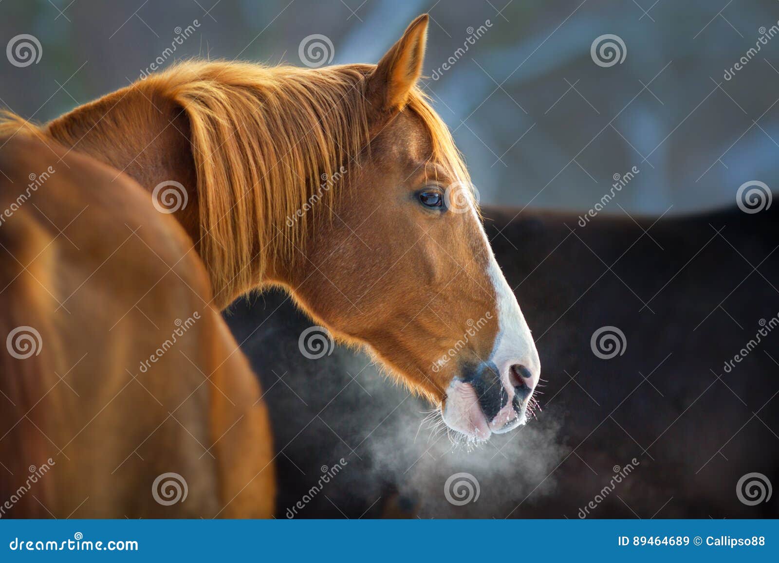 Fin Rouge De Cheval Vers Le Haut De Portrait Image stock - Image du ...