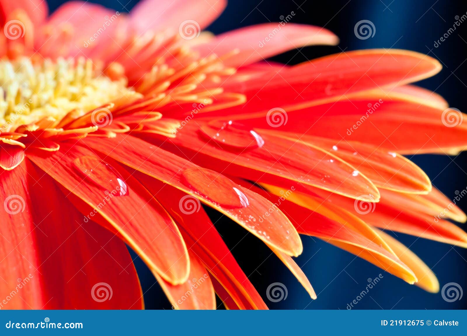 Fin Rouge De Fleur De Gebera Vers Le Haut Image stock - Image du ...