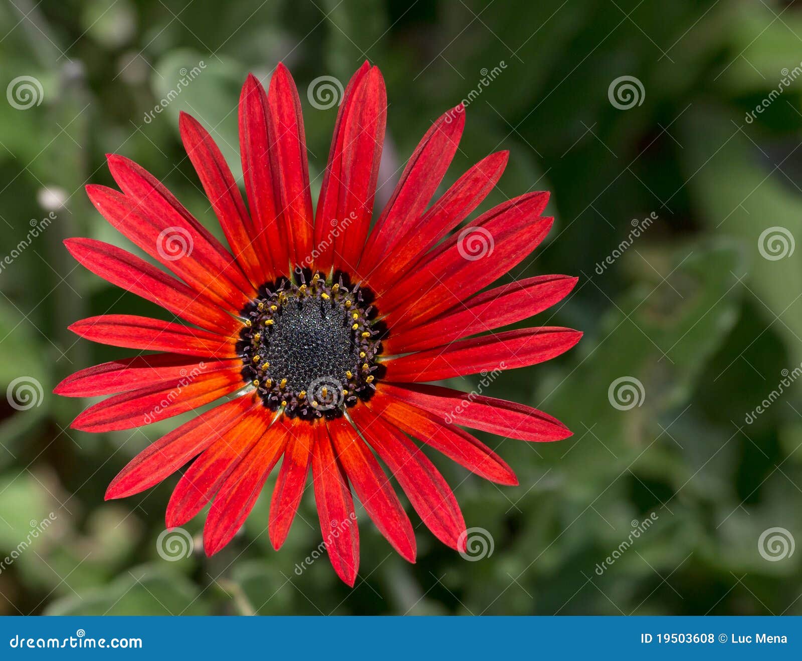Fin Rouge De Fleur De Marguerite Vers Le Haut. Photo stock - Image du ...