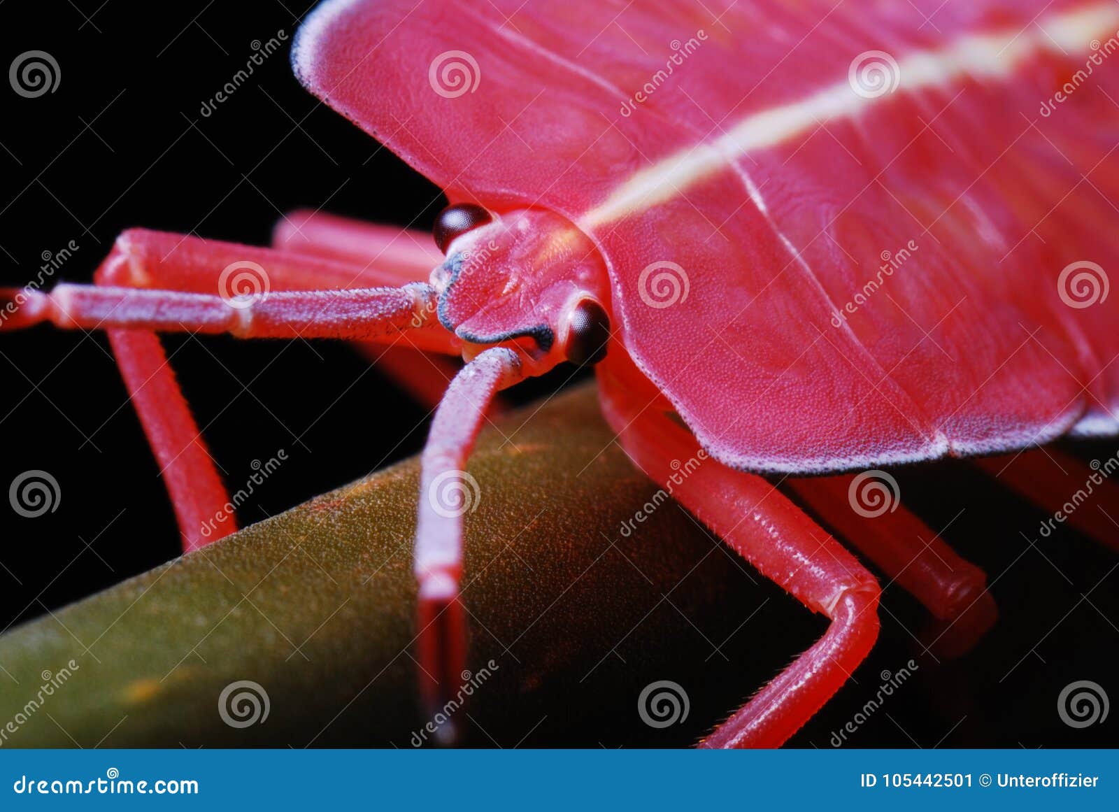 Fin Rouge De Nymphe D'insecte De Puanteur Image stock - Image du grand ...