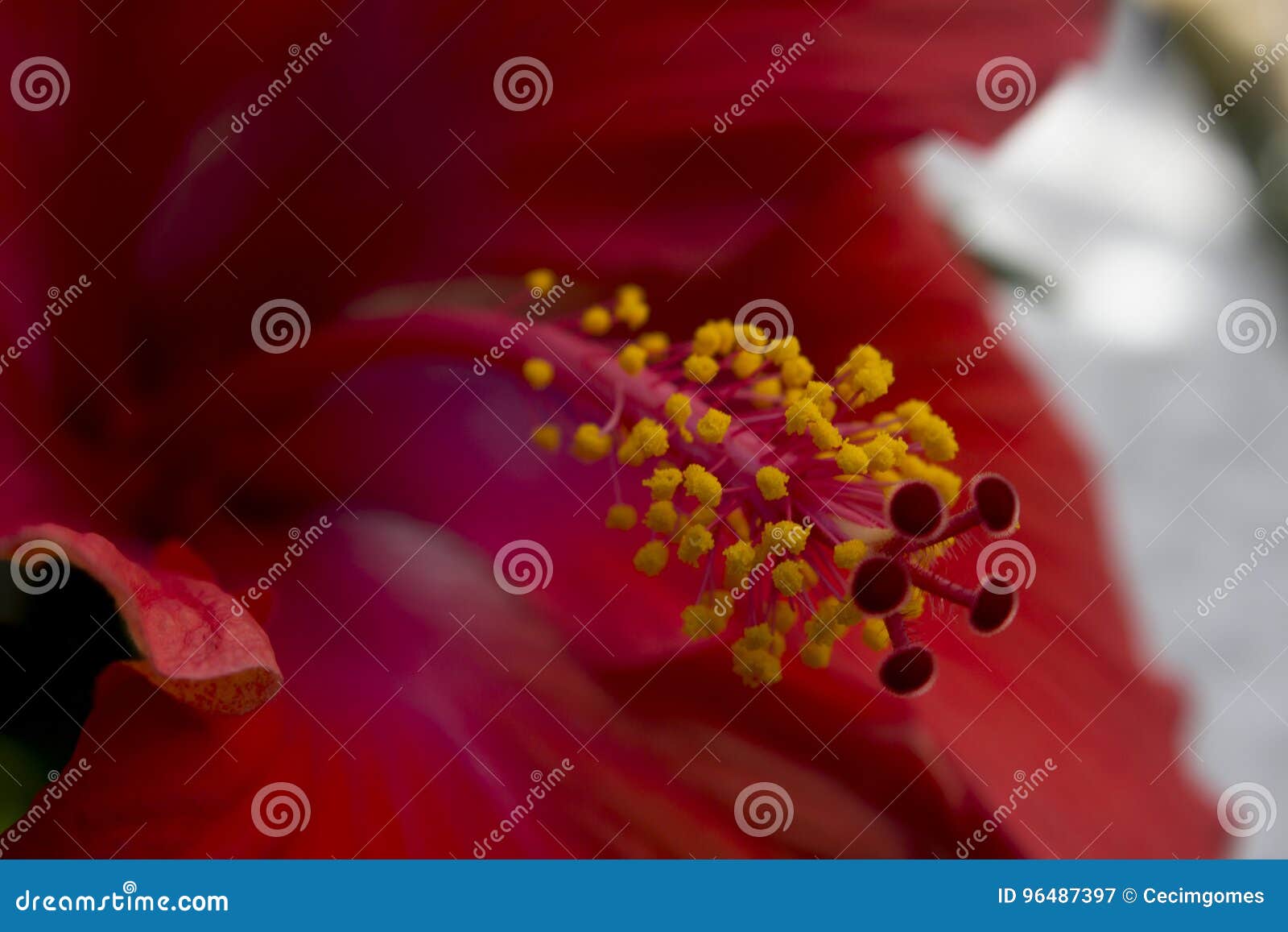 Fin Rouge De Pistil De Fleur De Ketmie Image stock - Image du fleur ...