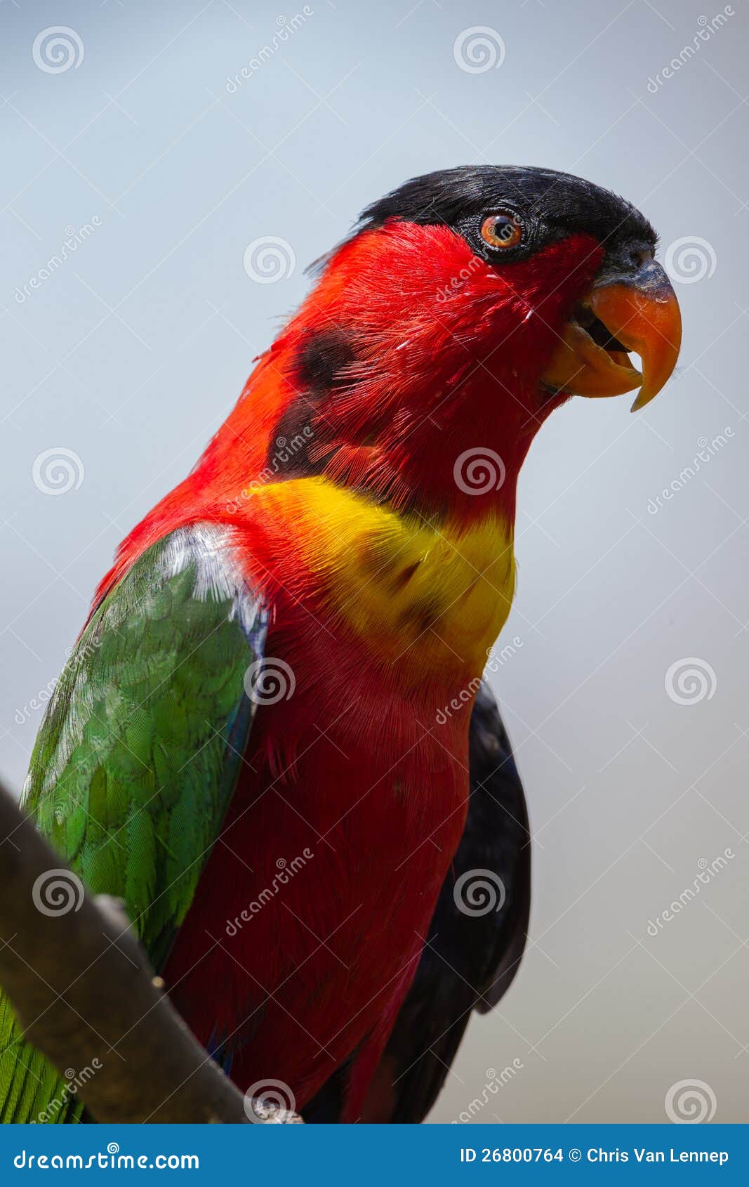 Fin Rouge Verte D'oiseau De Lorikeet Photo stock - Image du guinée ...