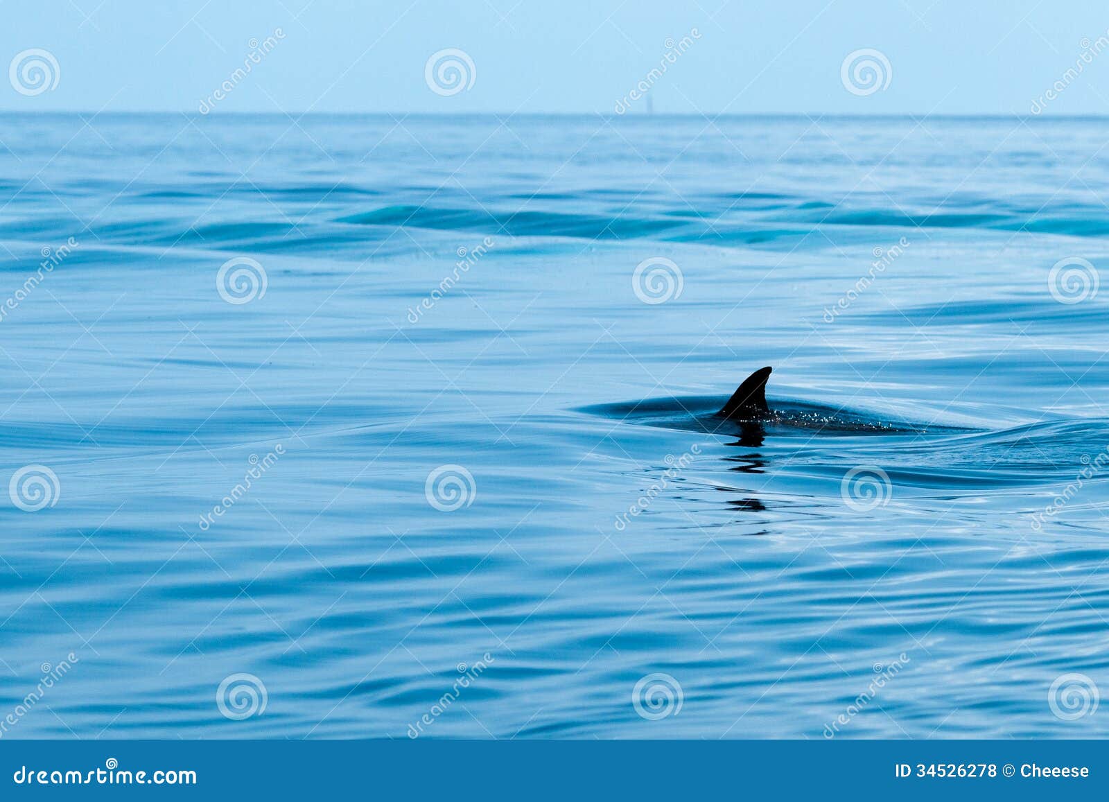 Fin of a shark stock photo. Image of amusement, creature - 34526278