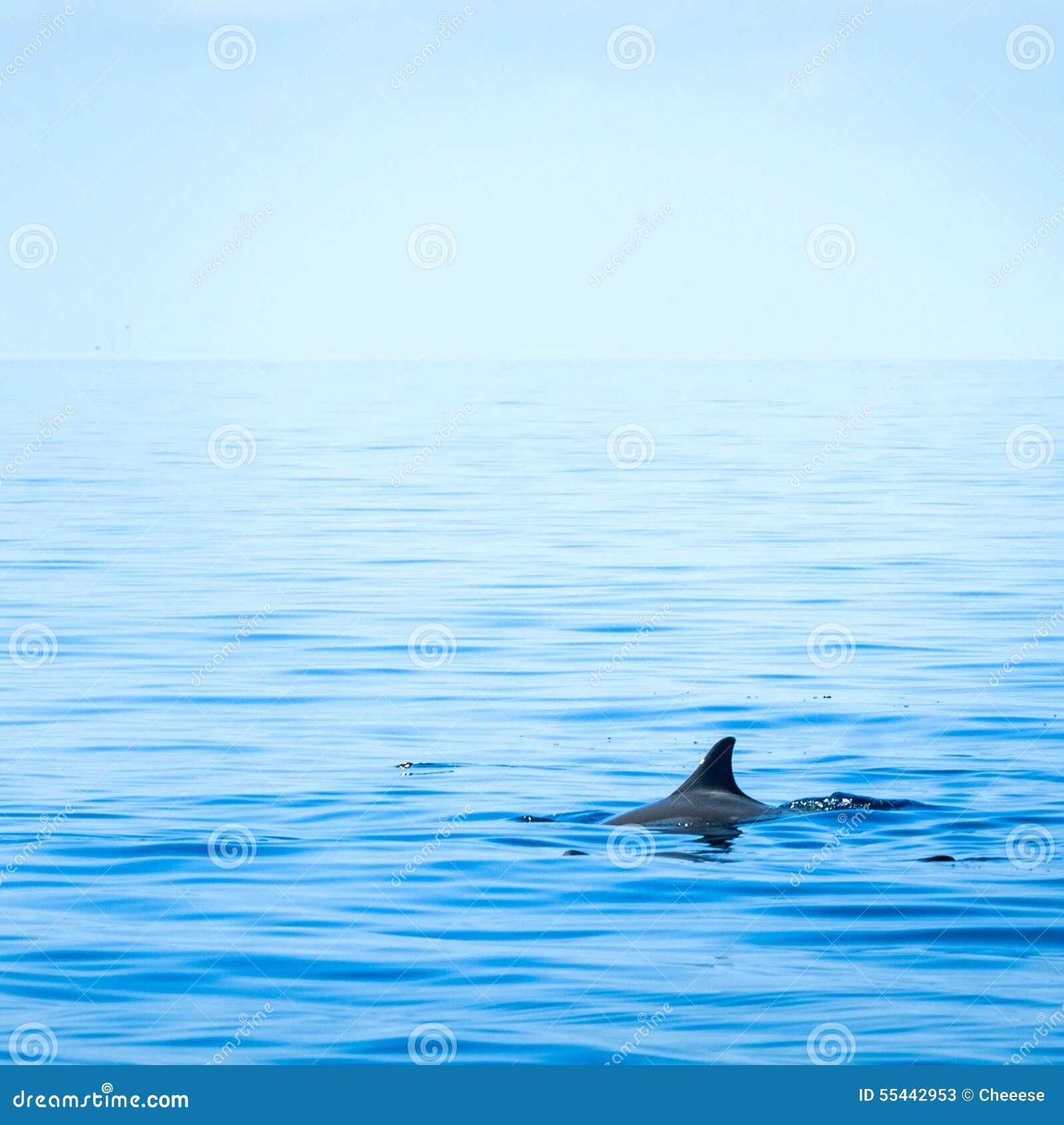 Fin of a shark stock image. Image of aqua, amusement - 55442953
