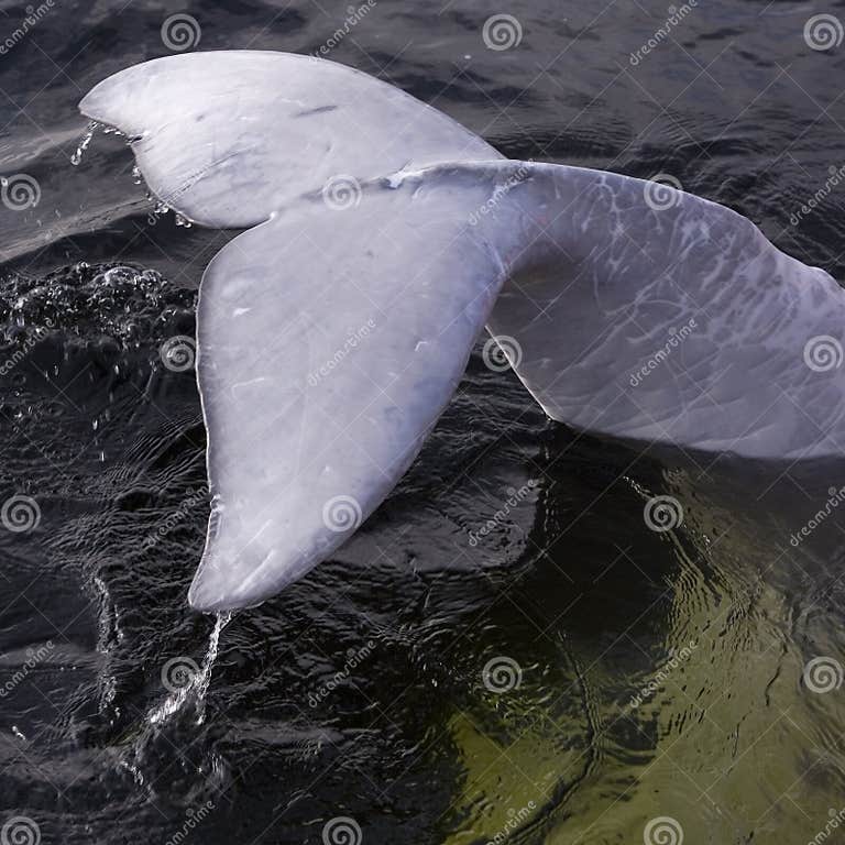 Fin tail of a beluga whale stock photo. Image of aquatic - 8109994