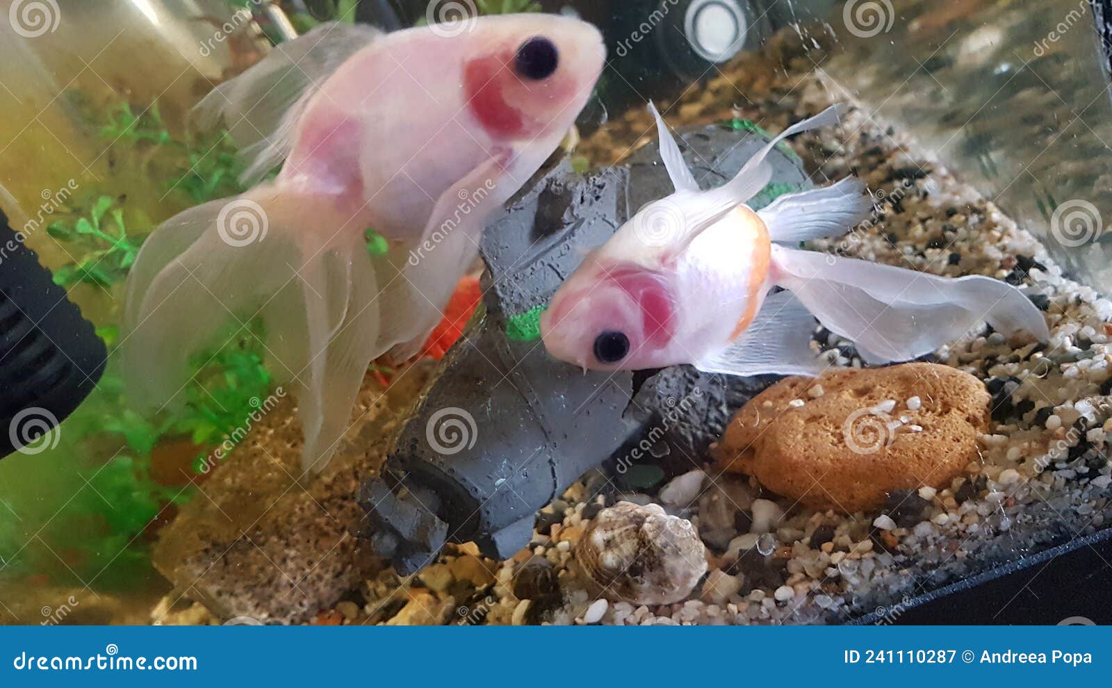 Fin in tankfish stock image. Image of animal, underwater - 241110287