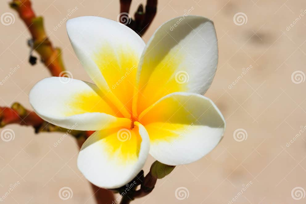 Fin Tropicale Blanche De Fleur Vers Le Haut Image stock - Image du ...