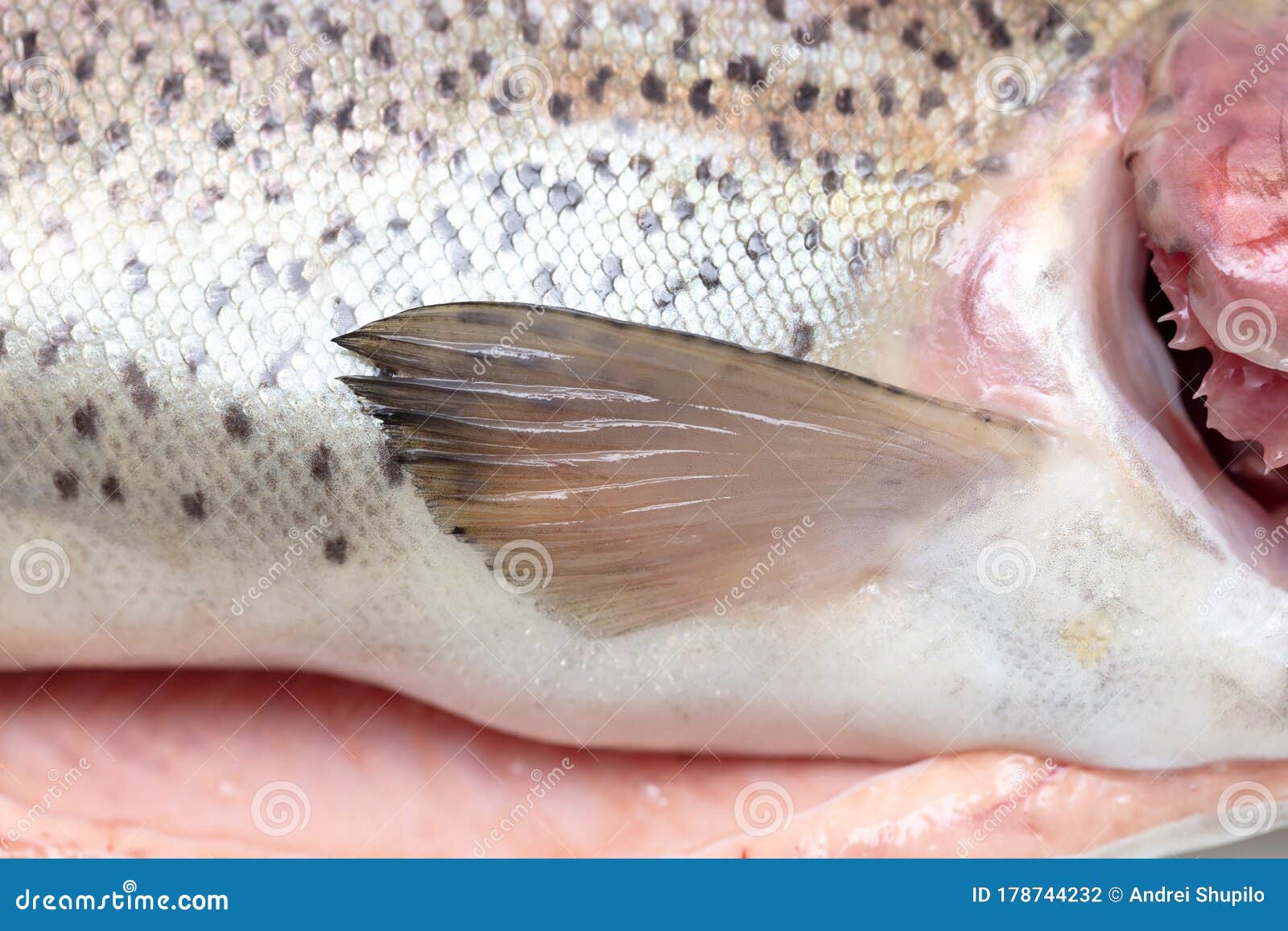 Fin Trout Fish As Background Stock Photo - Image of shiny, macro: 178744232