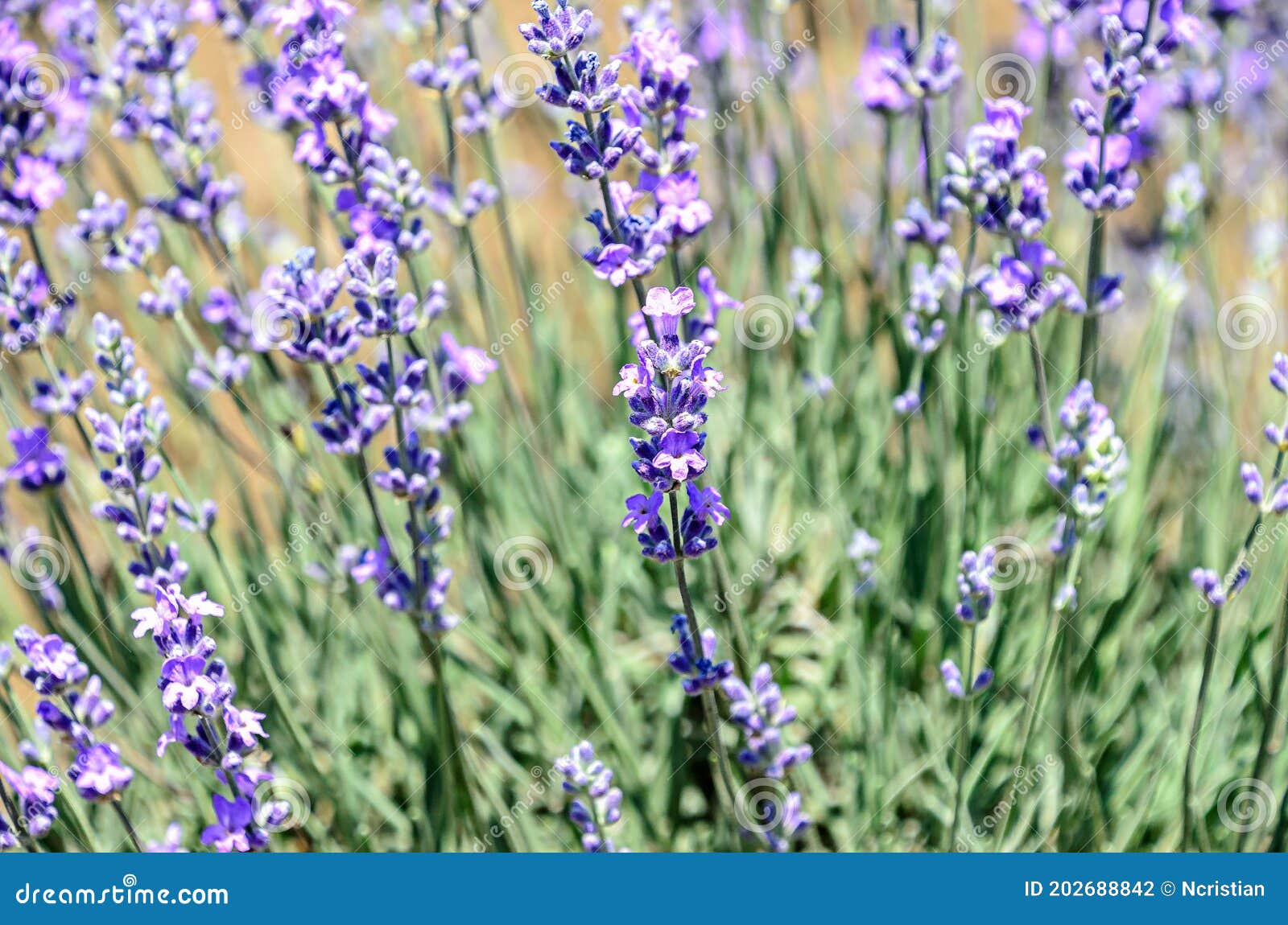 Fin Violette Bleue De Campagne De Champ De Fleurs De Levandula Photo ...