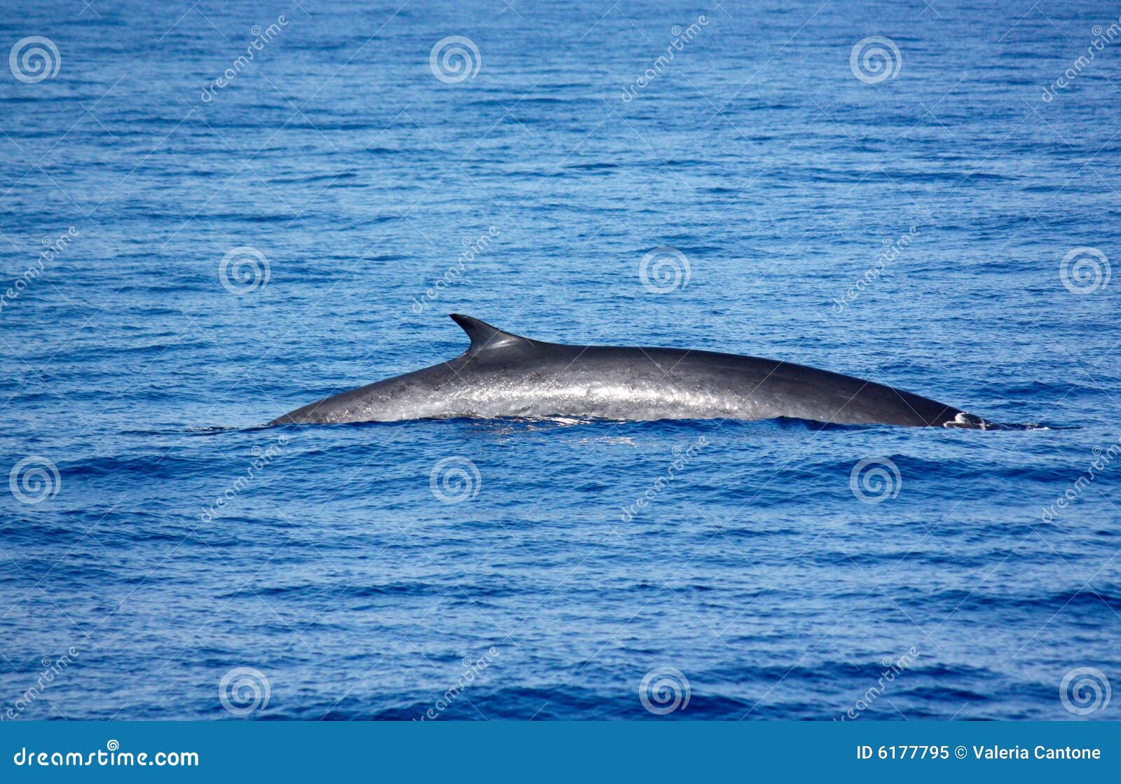 Fin Whales, Finback Whales, Common Rorqual, Herring Whales, Razorback ...
