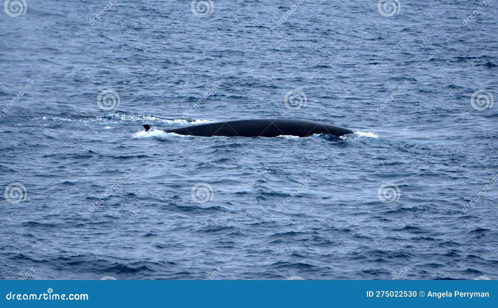 Fin whale in Antarctica stock photo. Image of baleen - 275022530