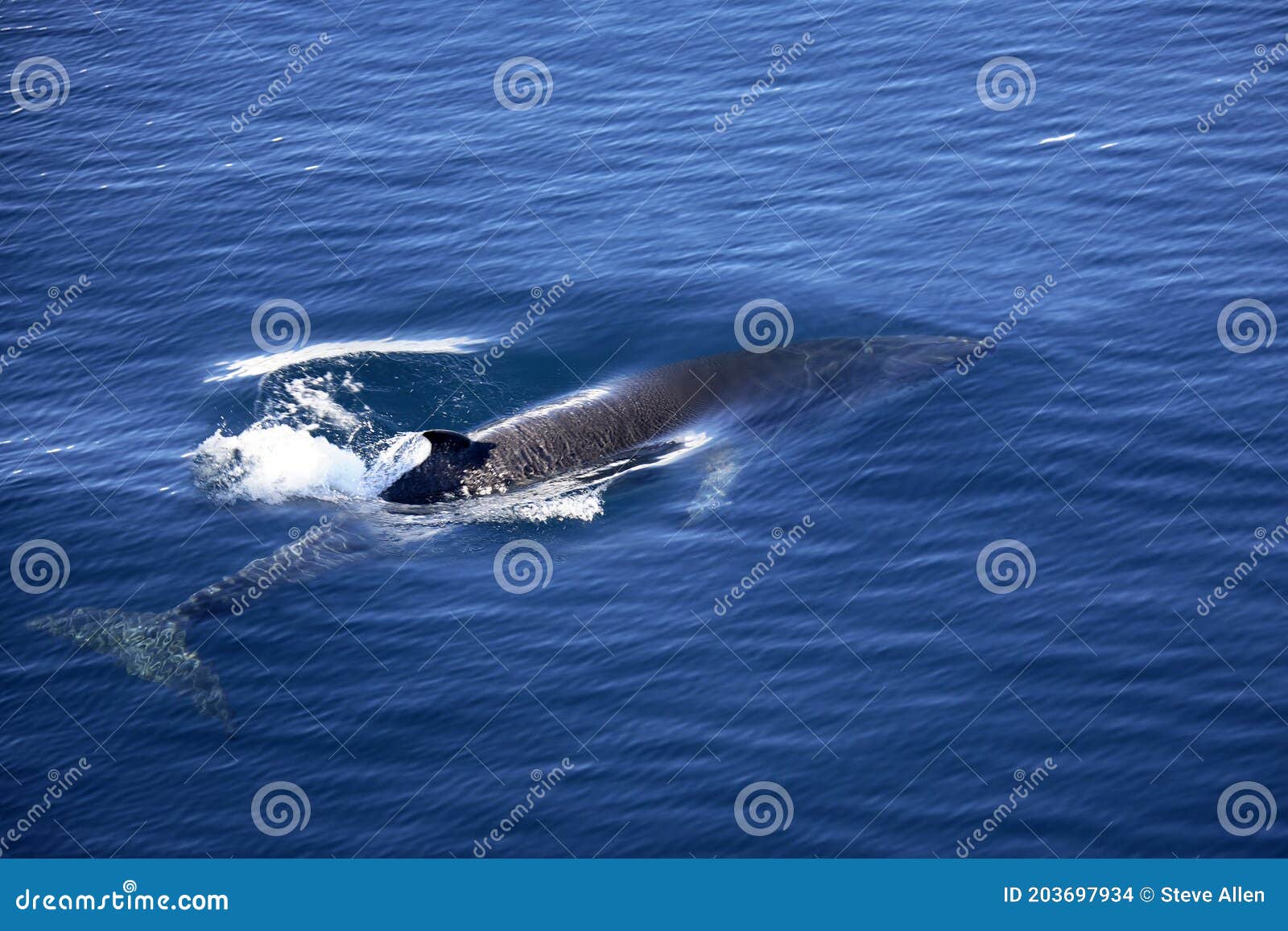 Fin Whale, Finback Whale, Common Rorqual, Herring Whale, Rarzore Back ...